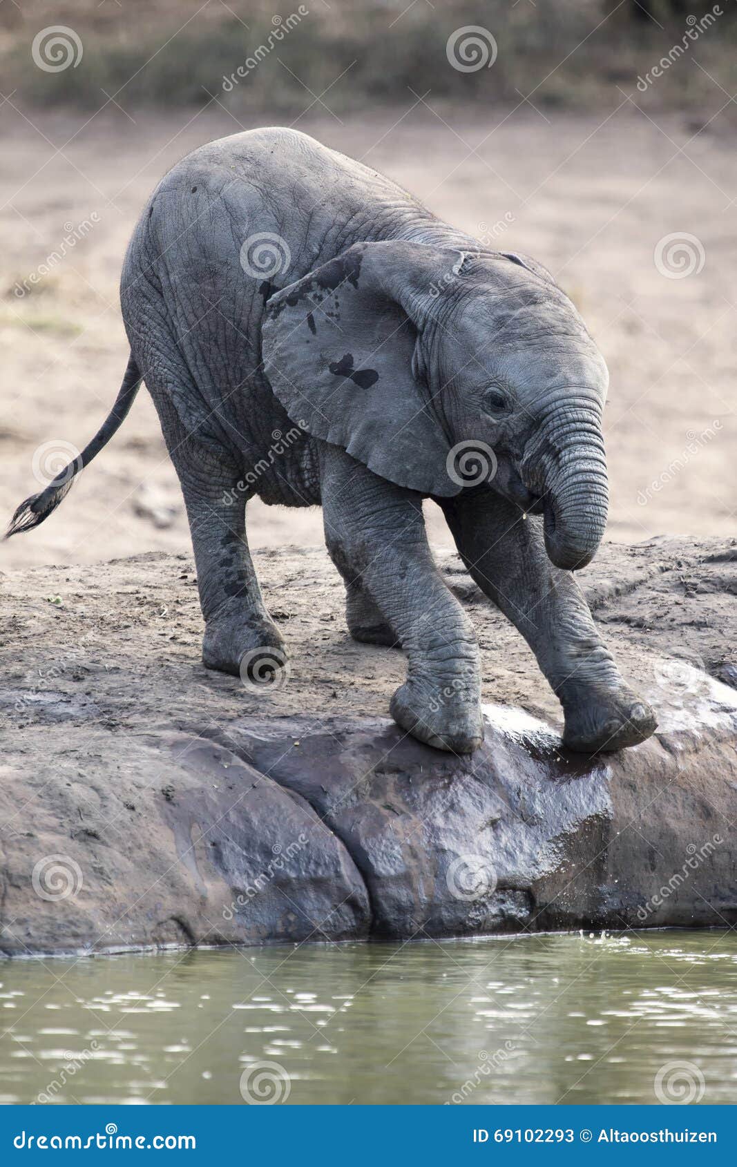 Breeding Herd of Elephant Drinking Water at a Small Pond Stock Image ...
