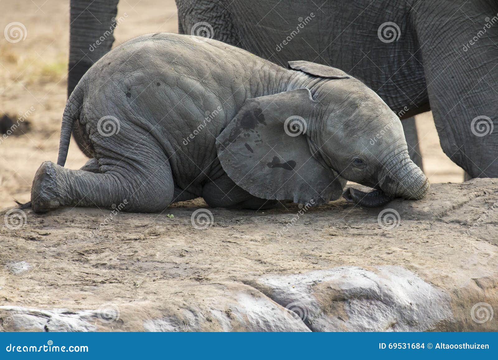 Breeding Herd of Elephant Drinking Water at a Small Pond Stock Photo ...