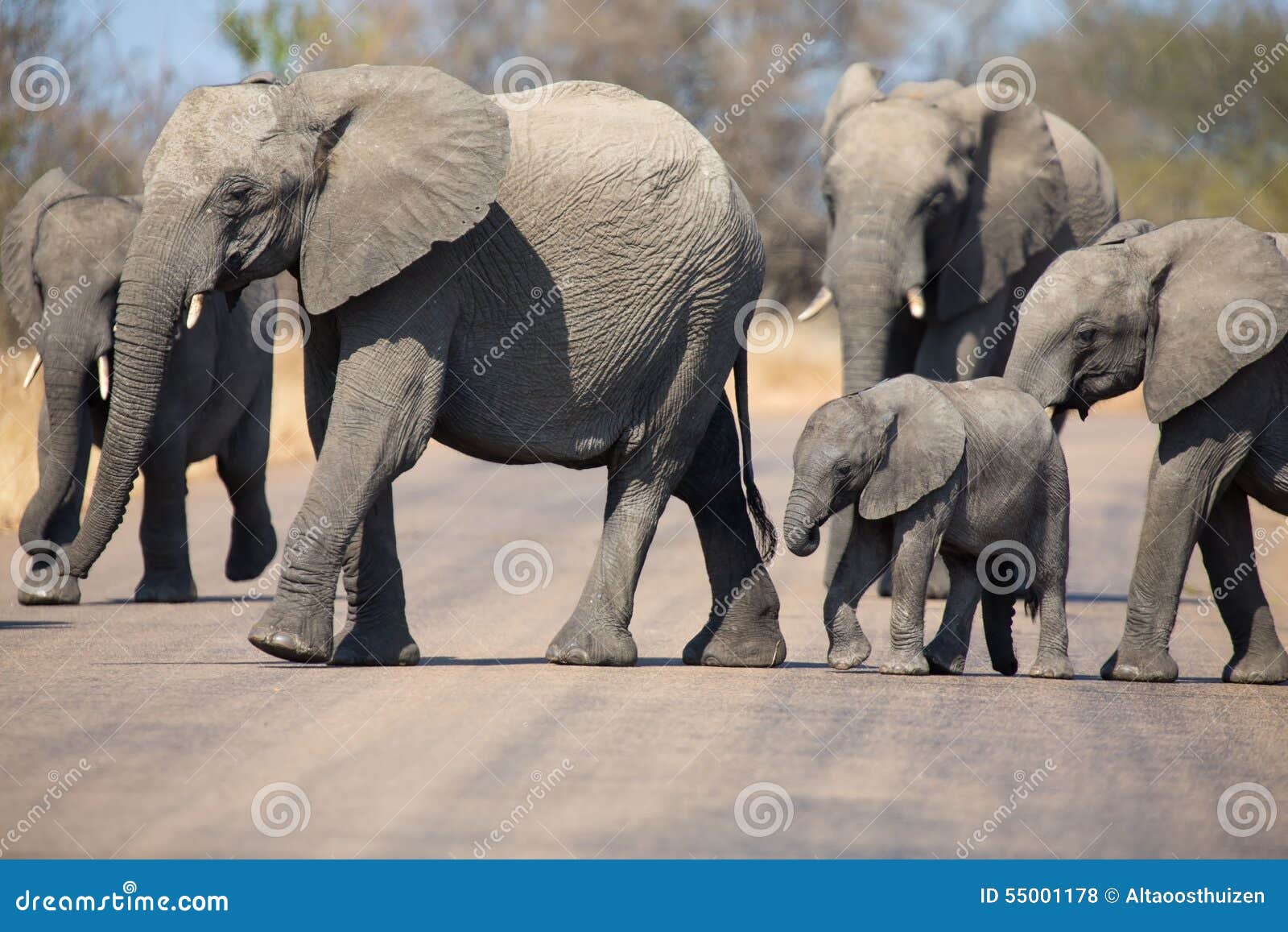 Breeding Elephant