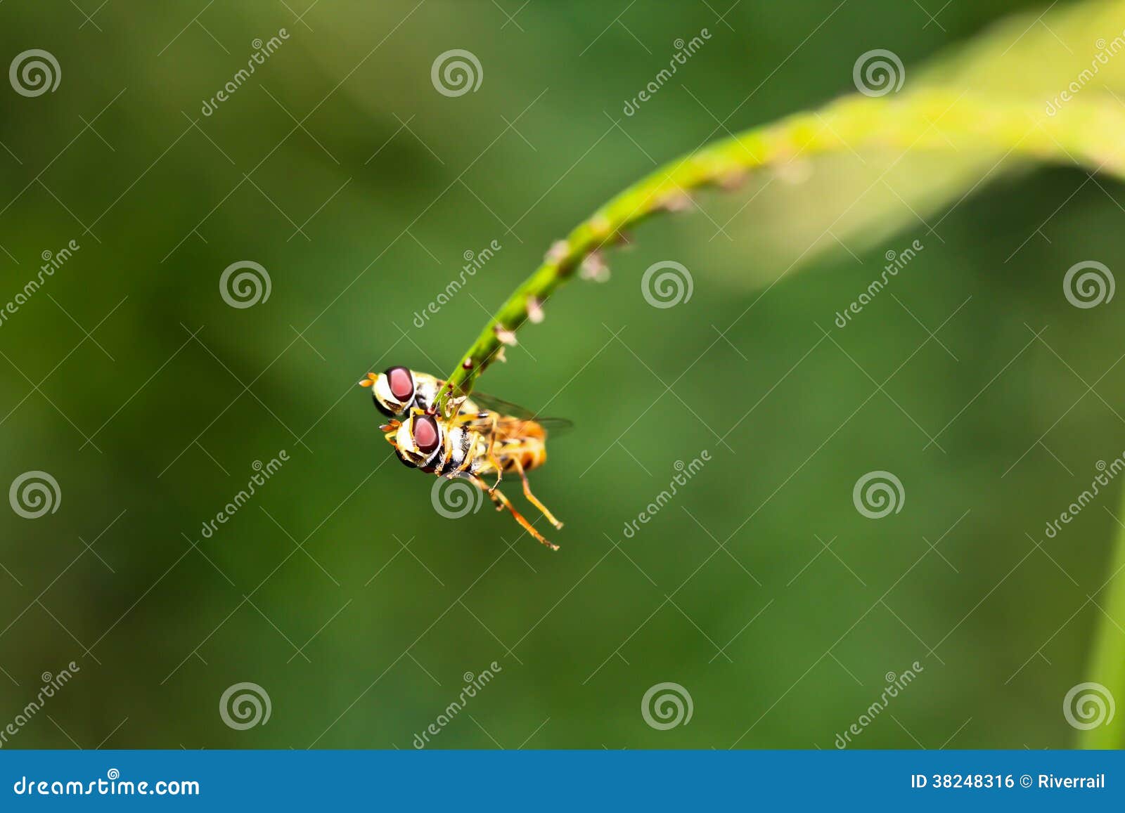 The breeding of insects stock photo. Image of beetle - 38248316
