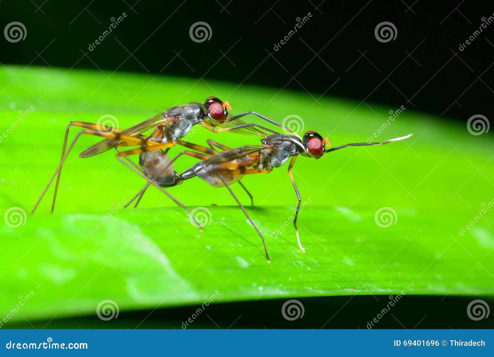 The breeding of insects stock photo. Image of leaf, wildlife - 69401696