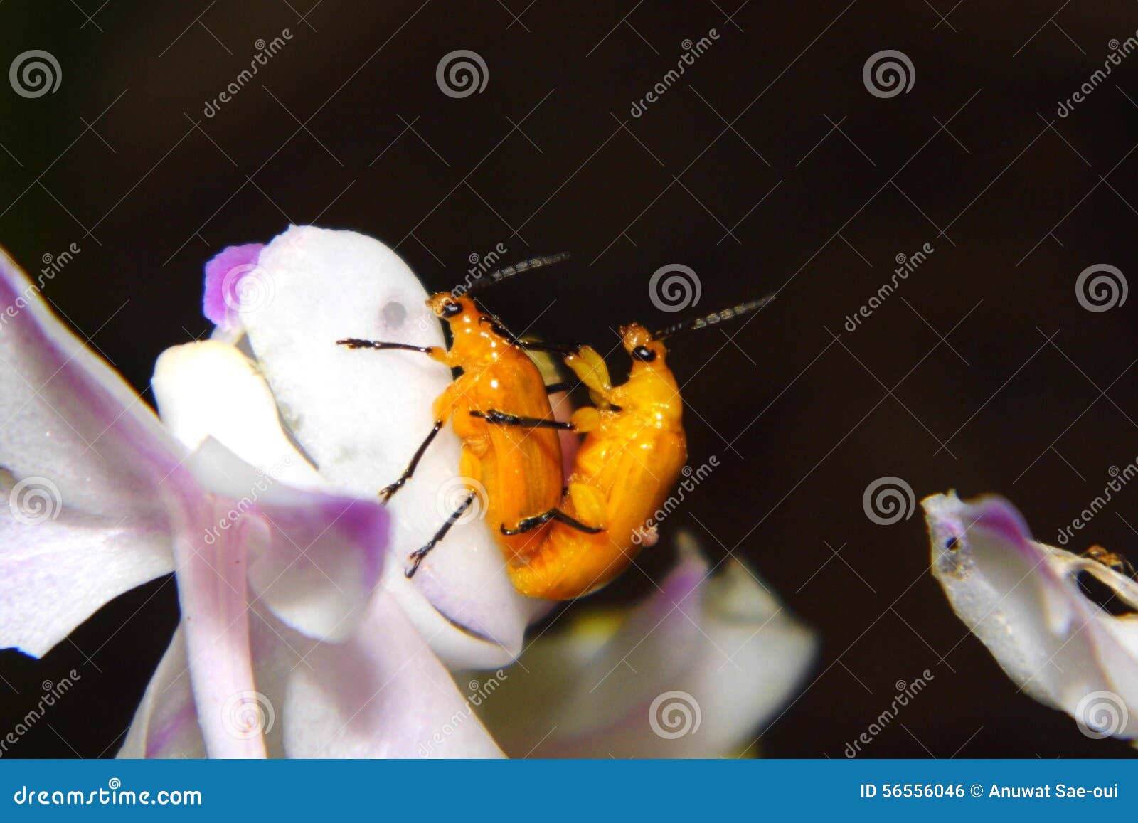 The breeding of insects stock photo. Image of green, closeup - 56556046