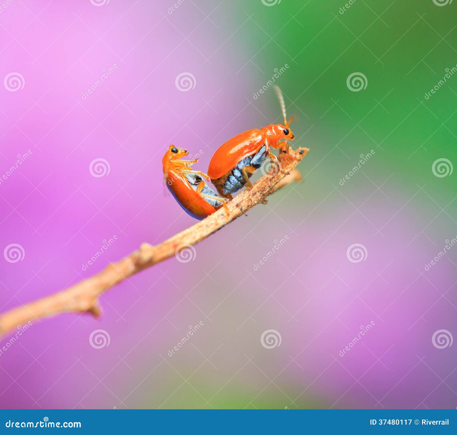 The breeding of lady bugs stock image. Image of field - 37480117