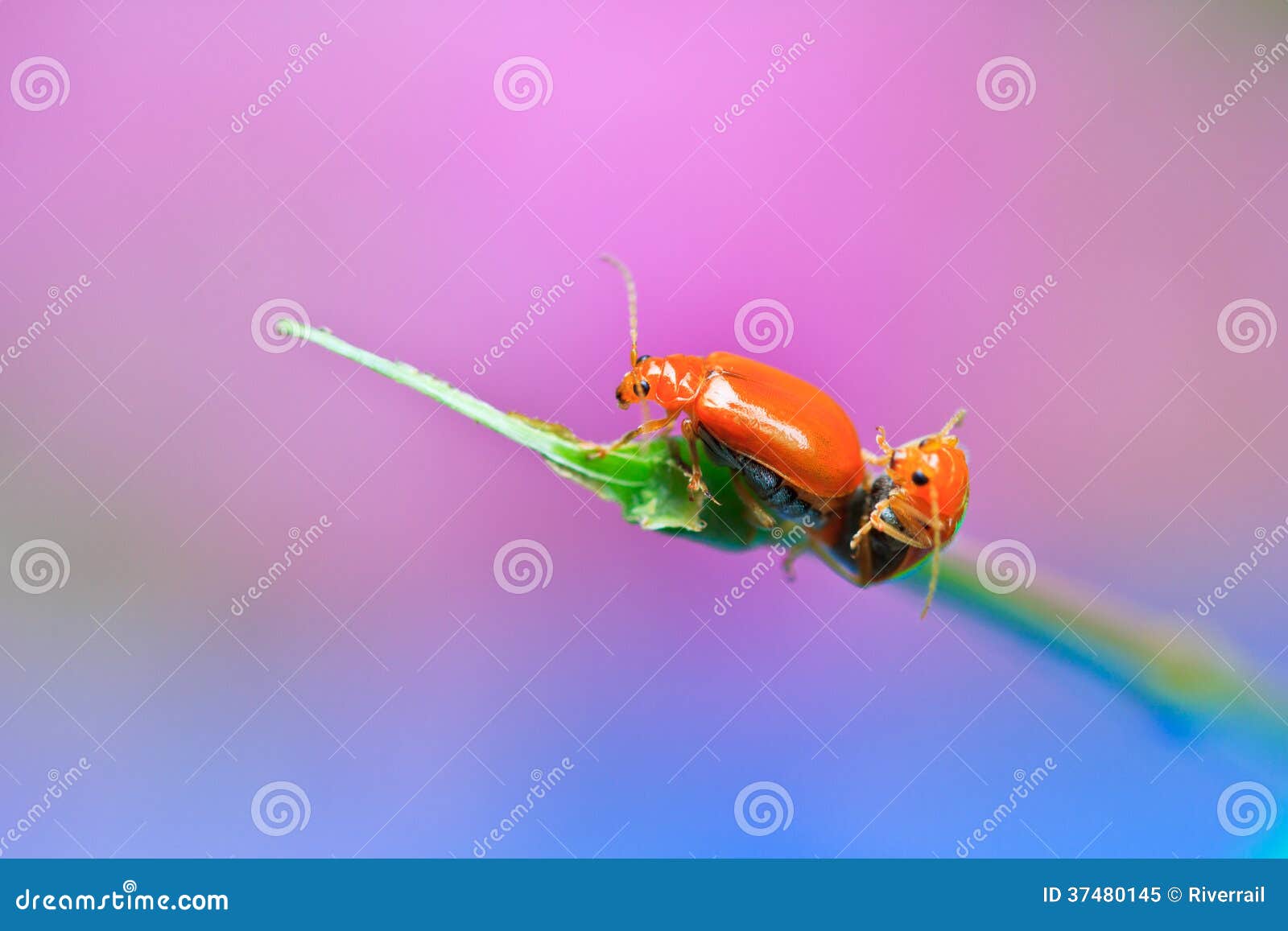 The Breeding Of Lady Bugs Stock Photography | CartoonDealer.com #37480310