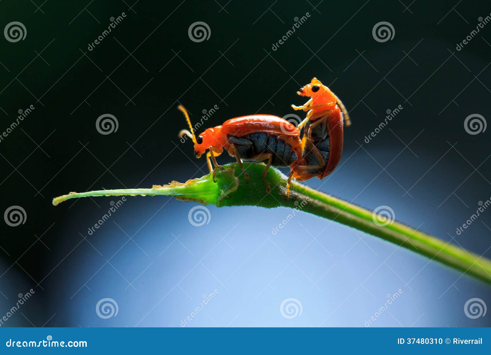 The breeding of lady bugs stock photo. Image of insecticide - 37480310