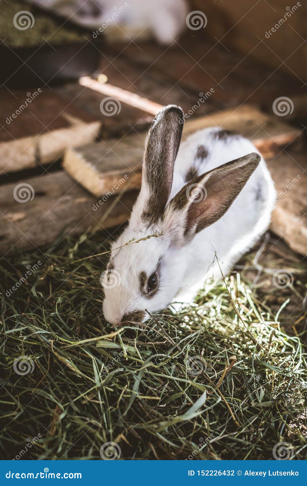 Breeding a Large Group of Rabbits in a Small Shed Stock Photo - Image ...