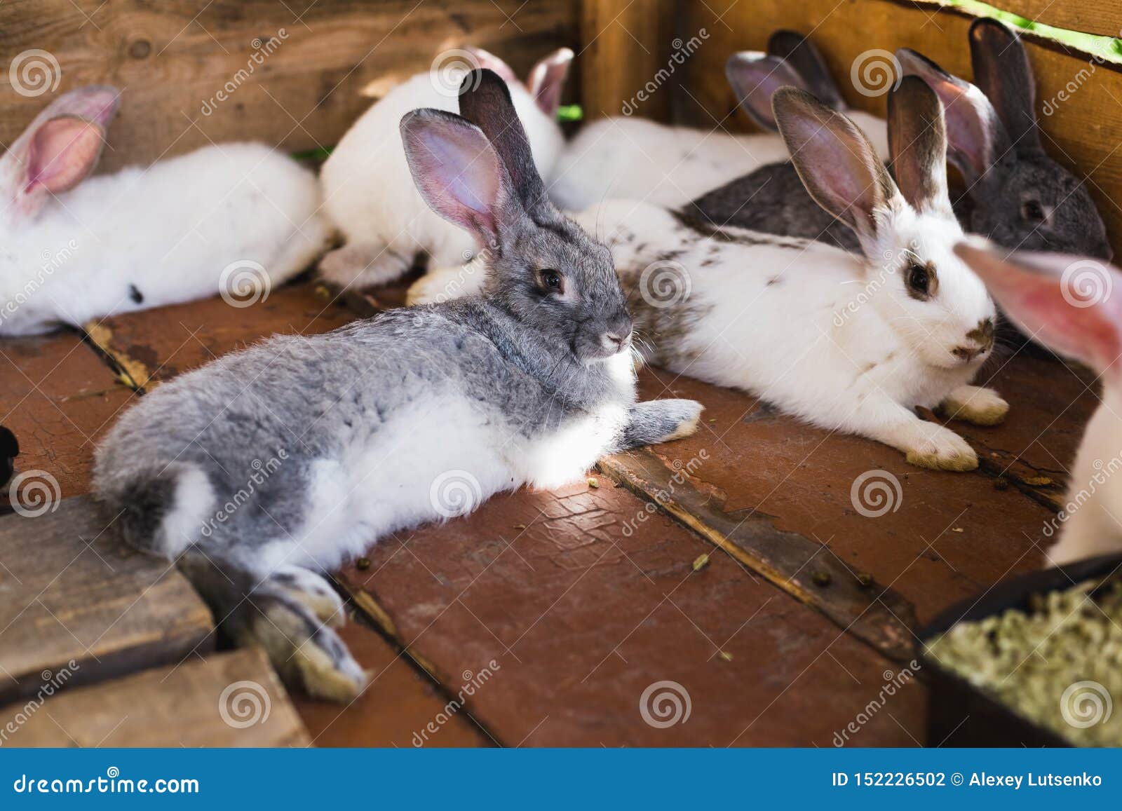 Breeding a Large Group of Rabbits in a Small Shed Stock Photo - Image ...