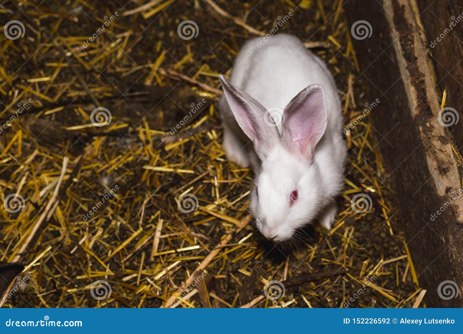 Breeding a Large Group of Rabbits in a Small Shed Stock Photo - Image ...