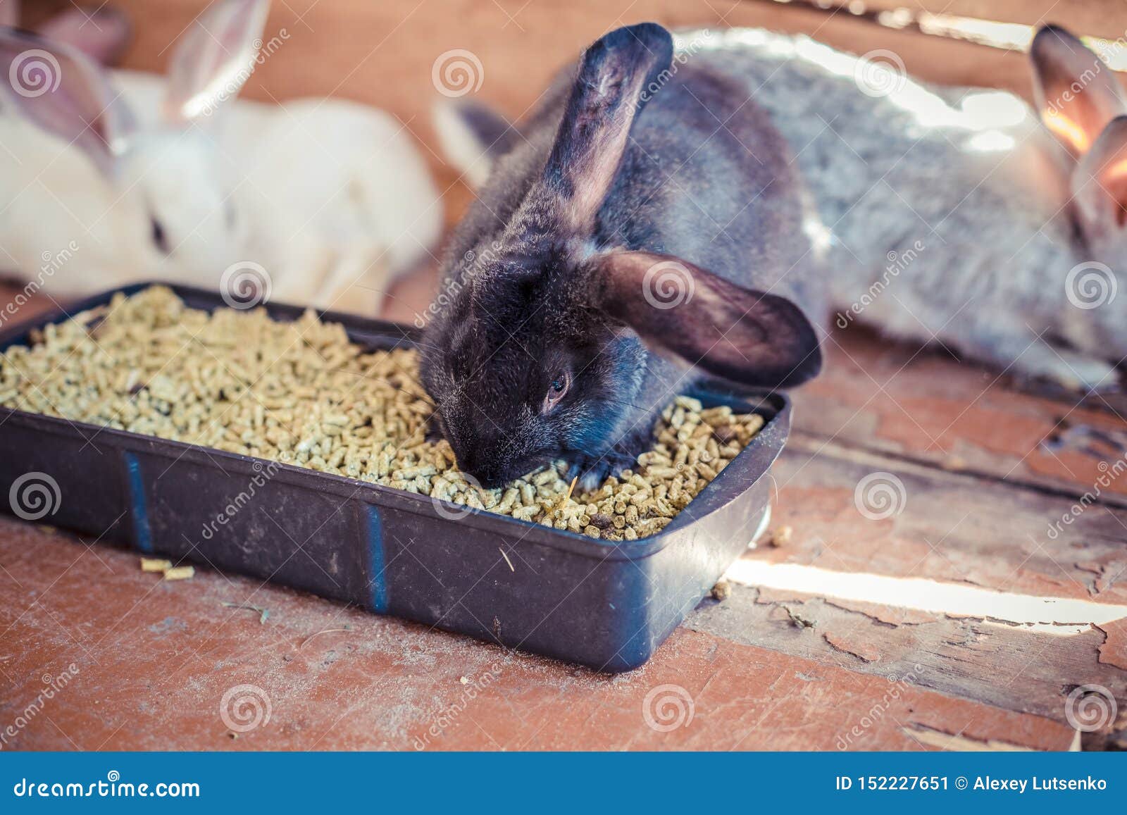 Breeding a Large Group of Rabbits in a Small Shed Stock Image - Image ...