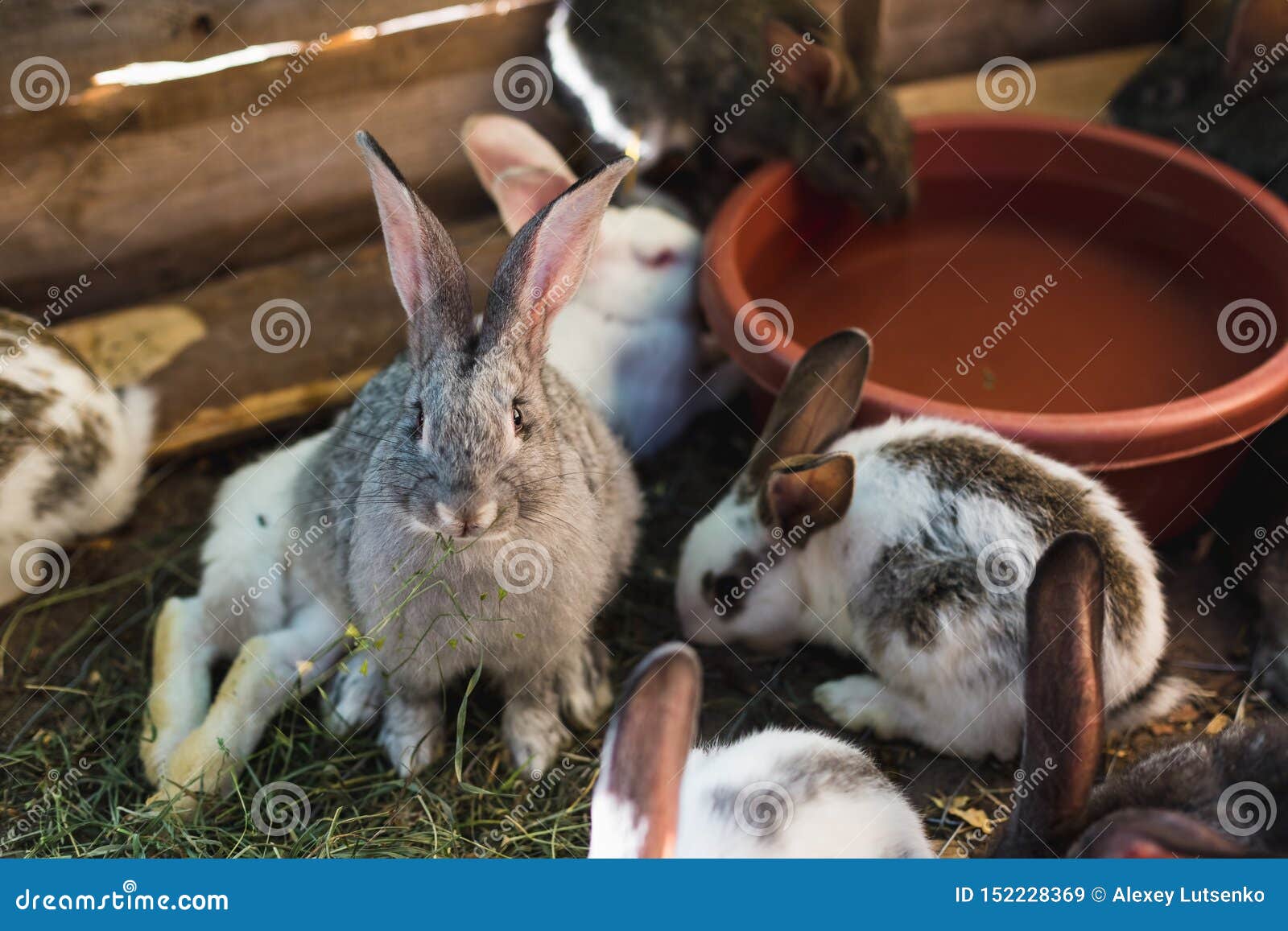 Breeding a Large Group of Rabbits in a Small Shed Stock Image - Image ...