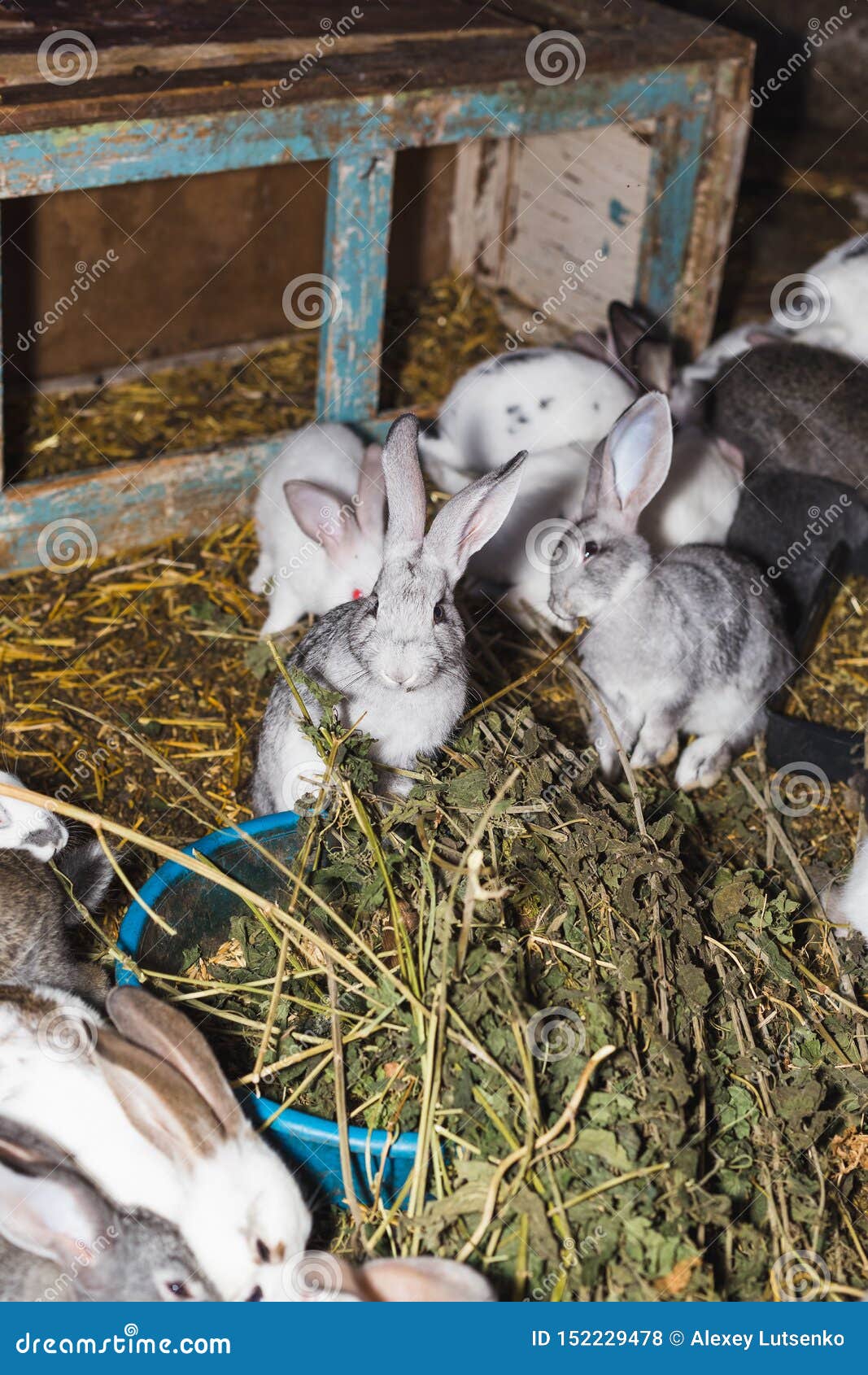 Breeding a Large Group of Rabbits in a Small Shed Stock Photo - Image ...