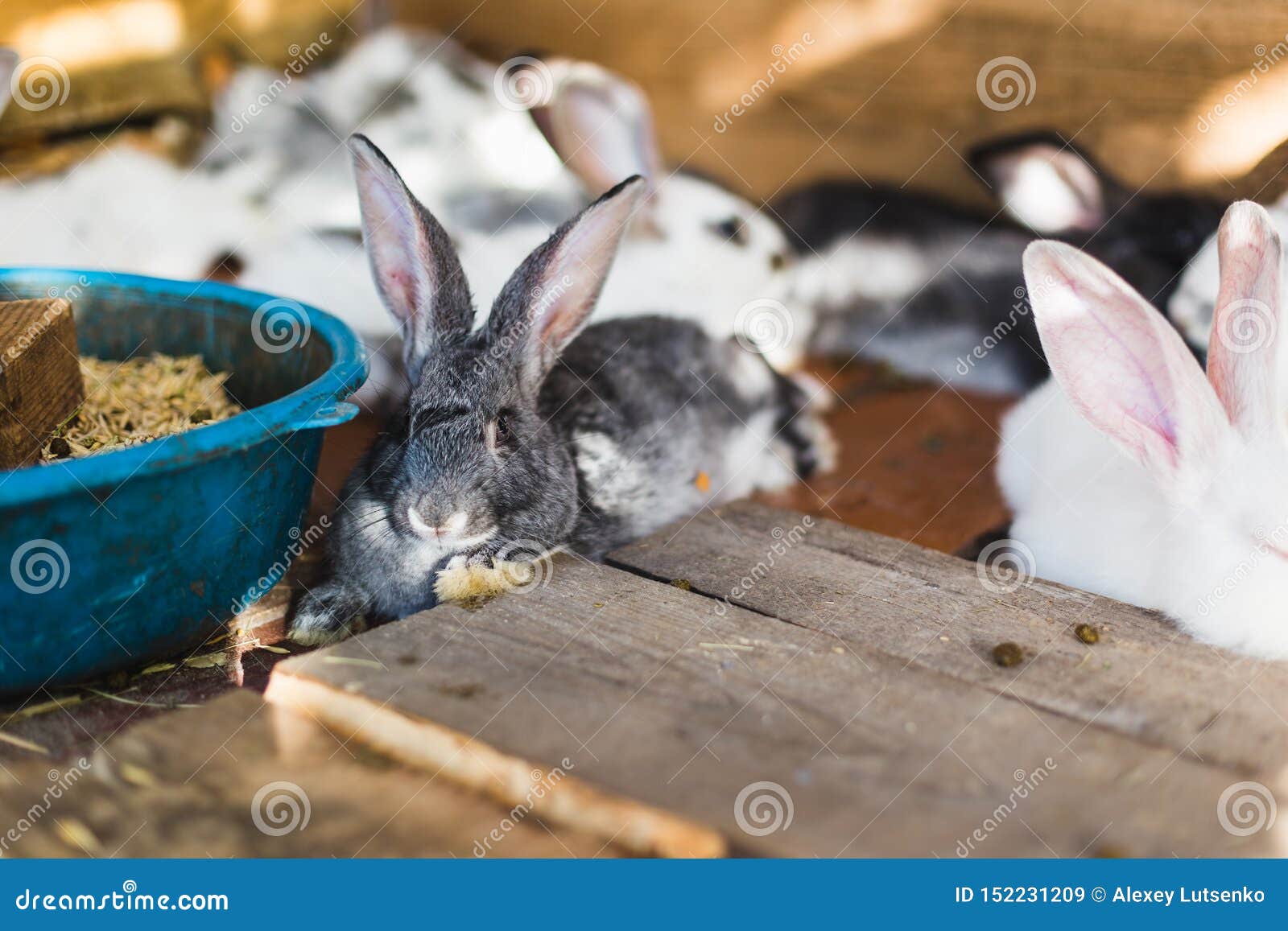 Breeding a Large Group of Rabbits in a Small Shed Stock Image - Image ...