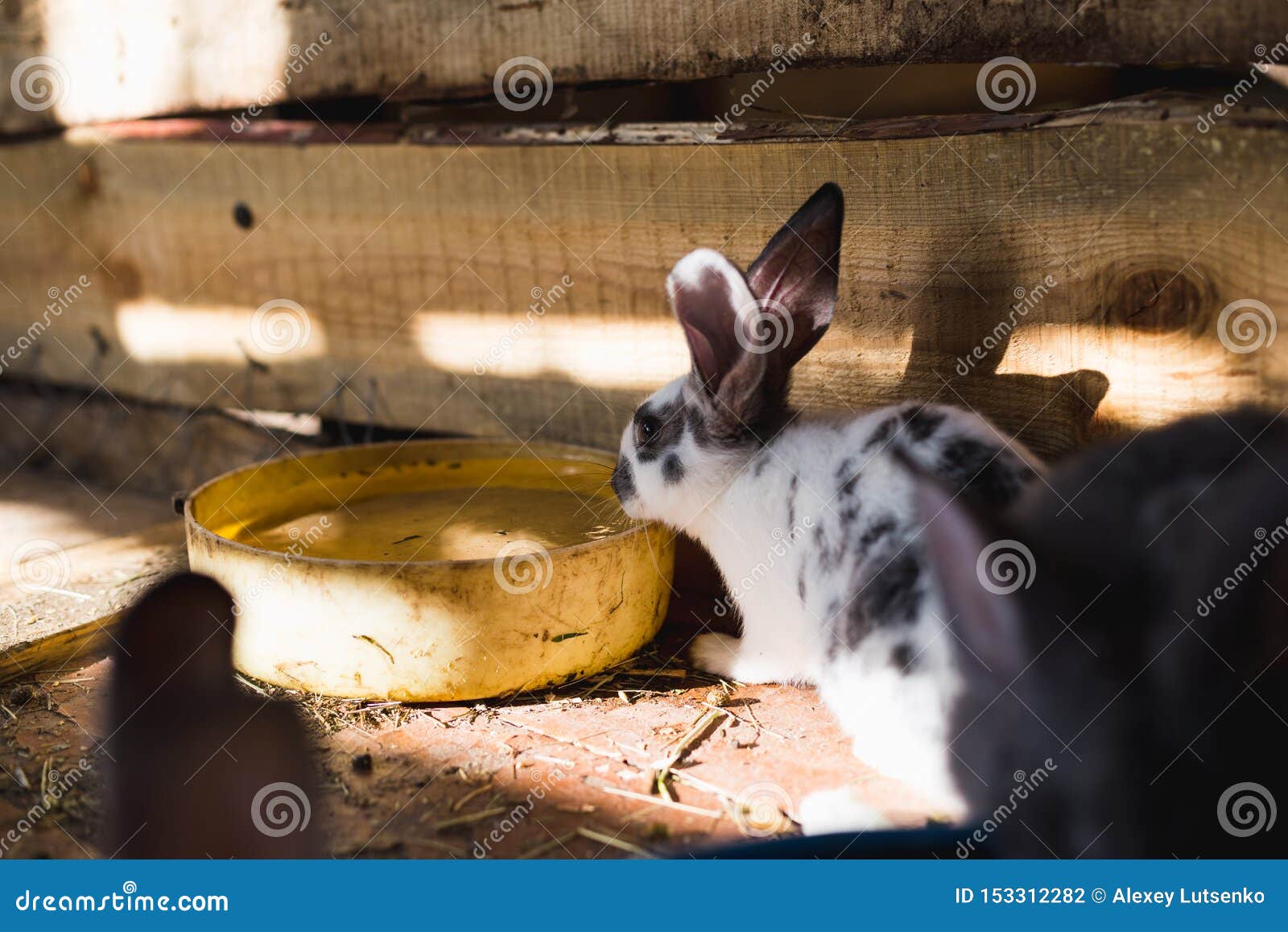 Breeding a Large Group of Rabbits in a Small Shed Stock Photo - Image ...