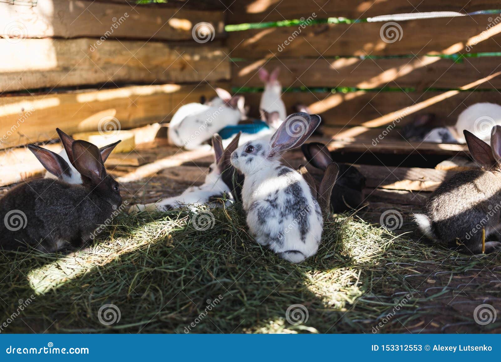 Breeding a Large Group of Rabbits in a Small Shed Stock Image - Image ...