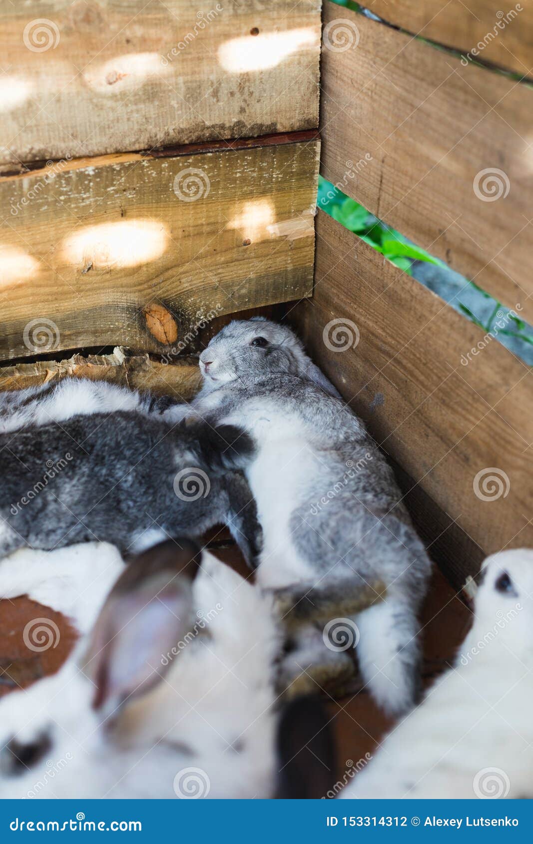 Breeding a Large Group of Rabbits in a Small Shed Stock Photo - Image ...