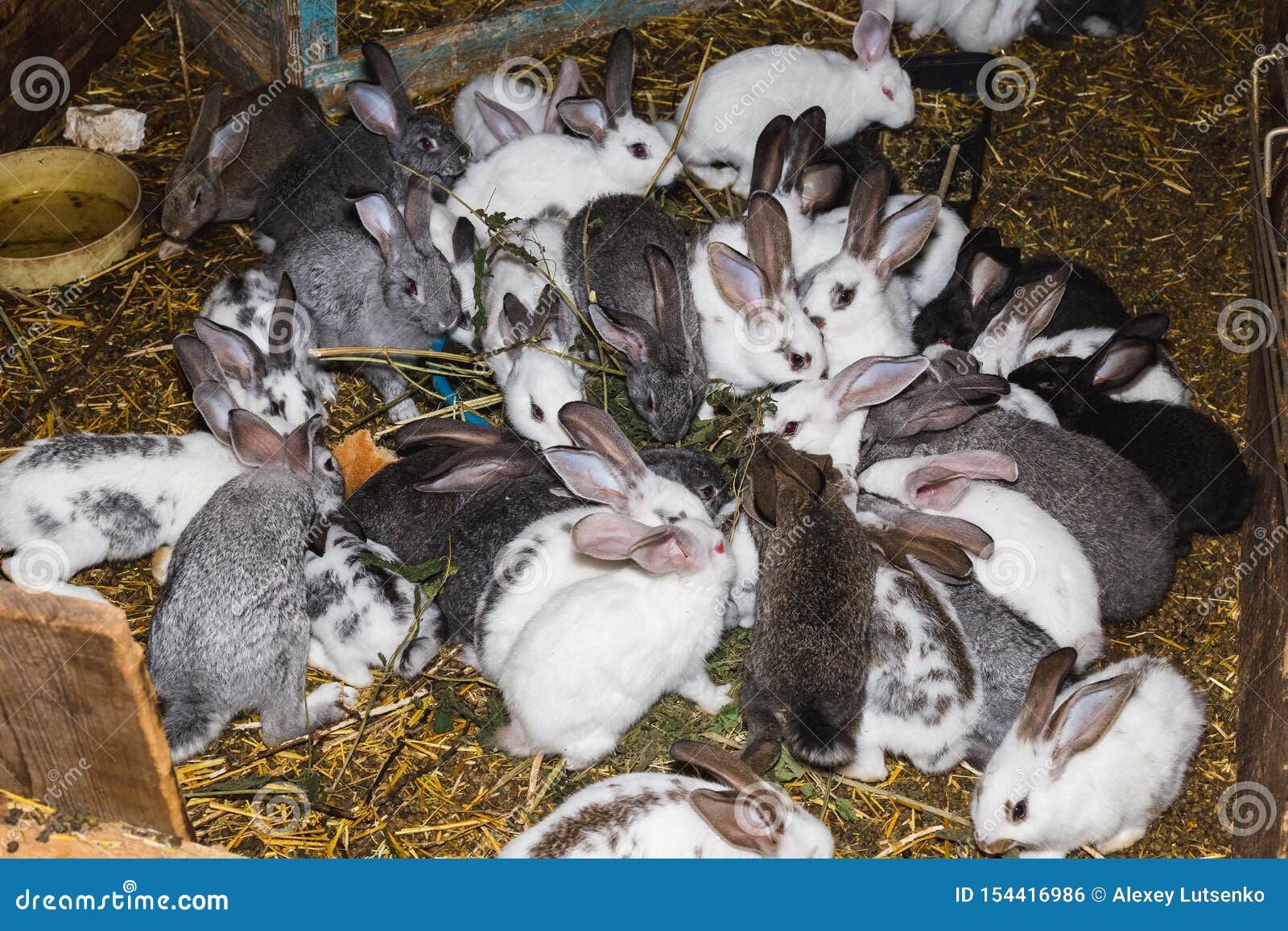 Breeding a Large Group of Rabbits in a Small Shed Stock Photo - Image ...