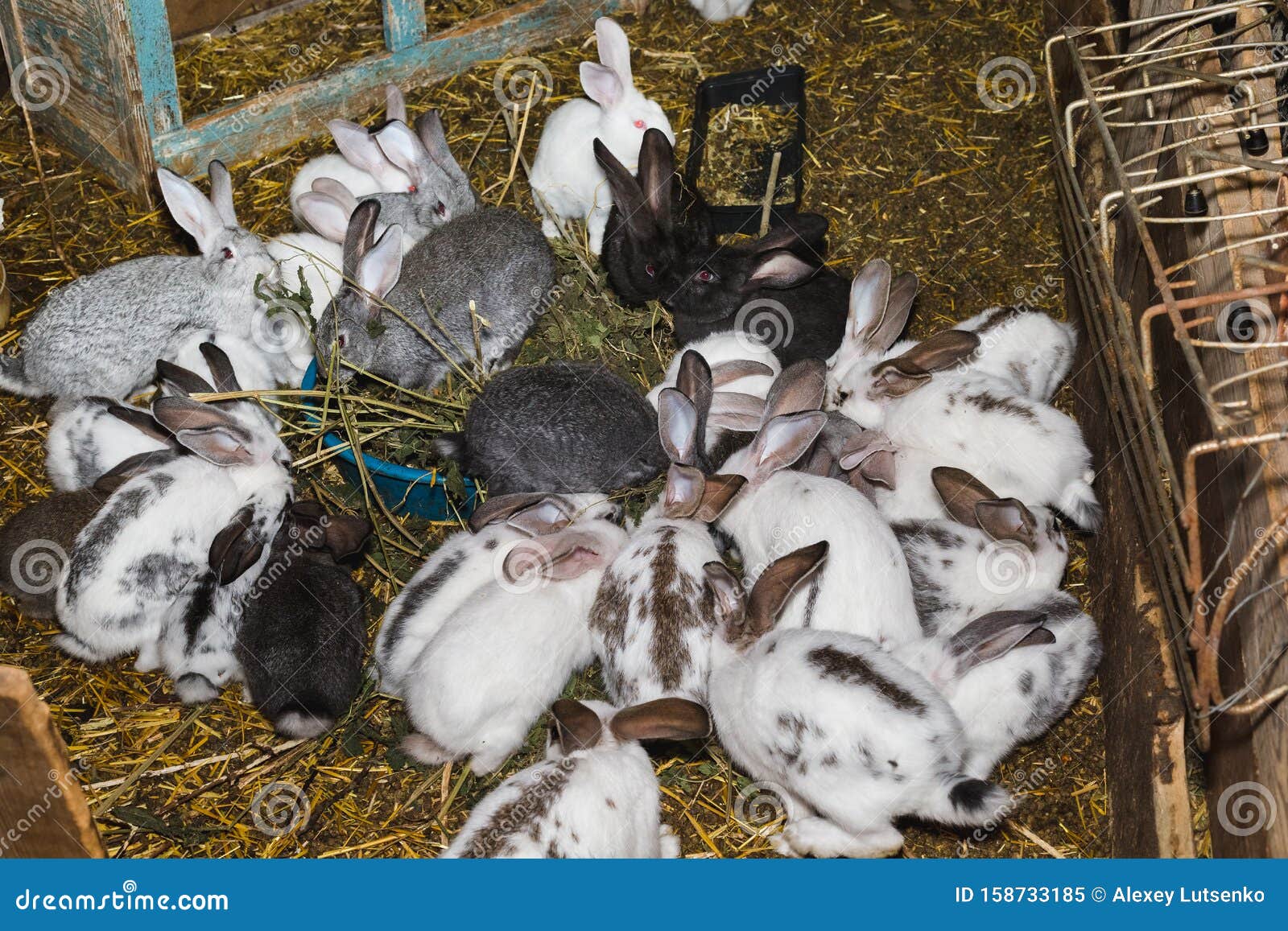 Breeding a Large Group of Rabbits in a Small Shed Stock Image - Image ...