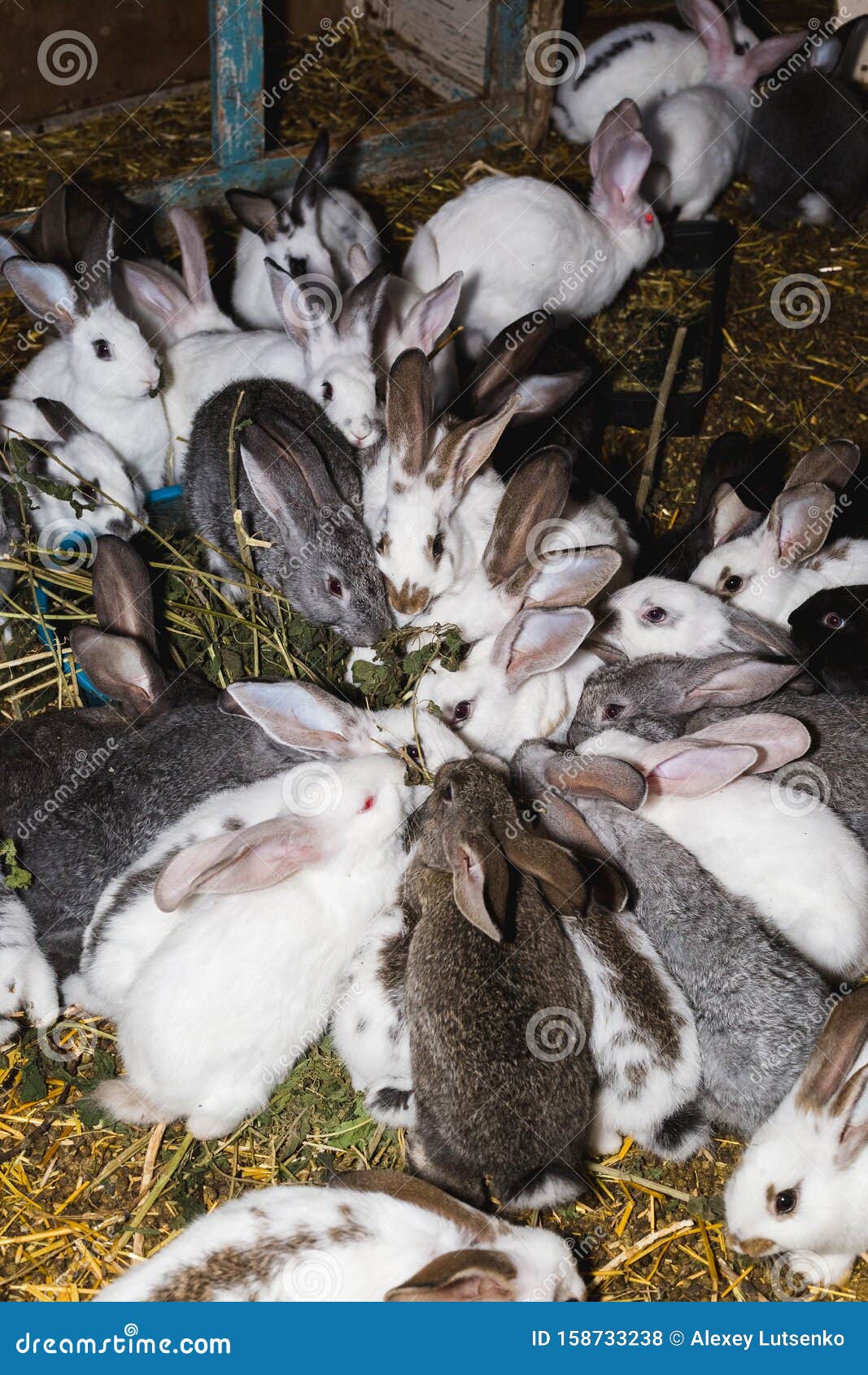 Breeding a Large Group of Rabbits in a Small Shed Stock Photo - Image ...