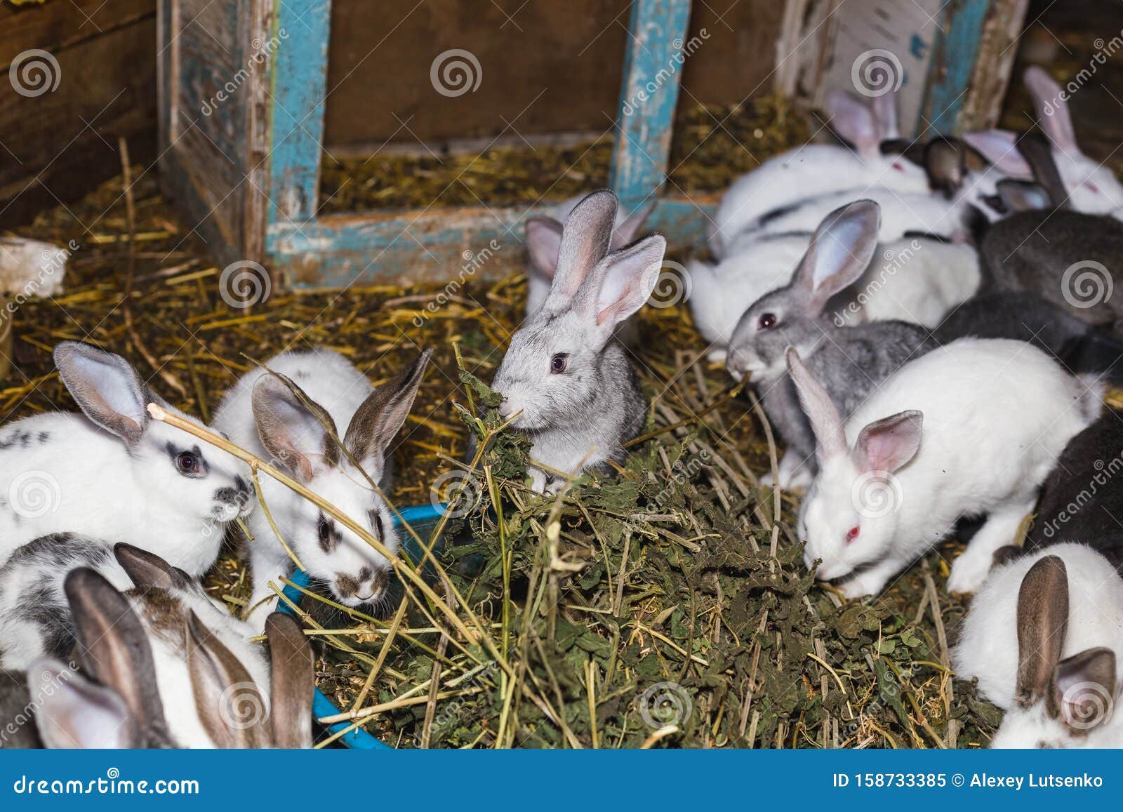 Breeding a Large Group of Rabbits in a Small Shed Stock Image - Image ...