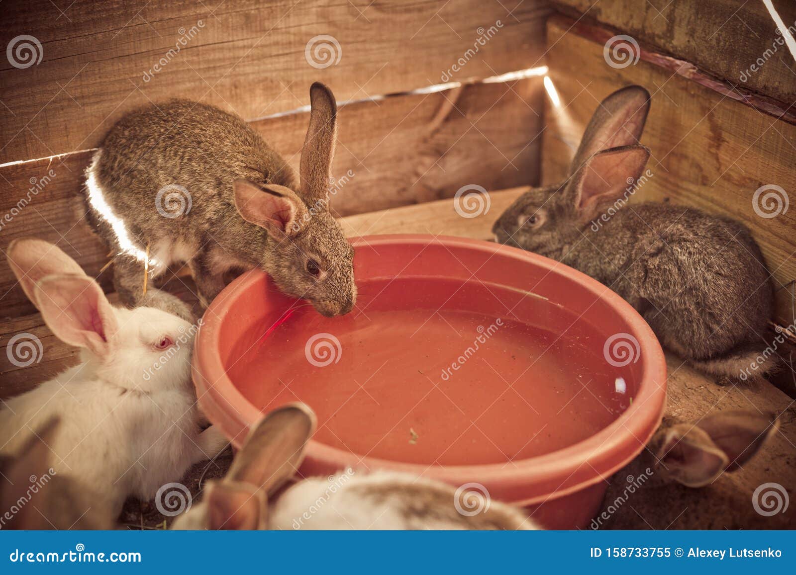 Breeding a Large Group of Rabbits in a Small Shed Stock Image - Image ...