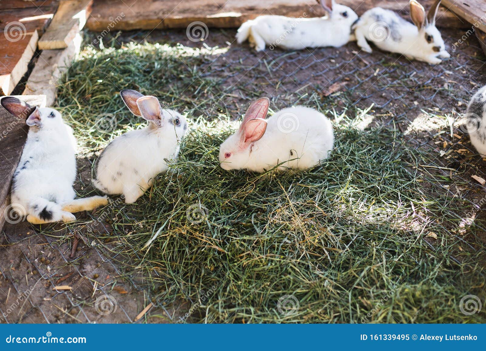 Breeding a Large Group of Rabbits in a Small Shed Stock Image - Image ...