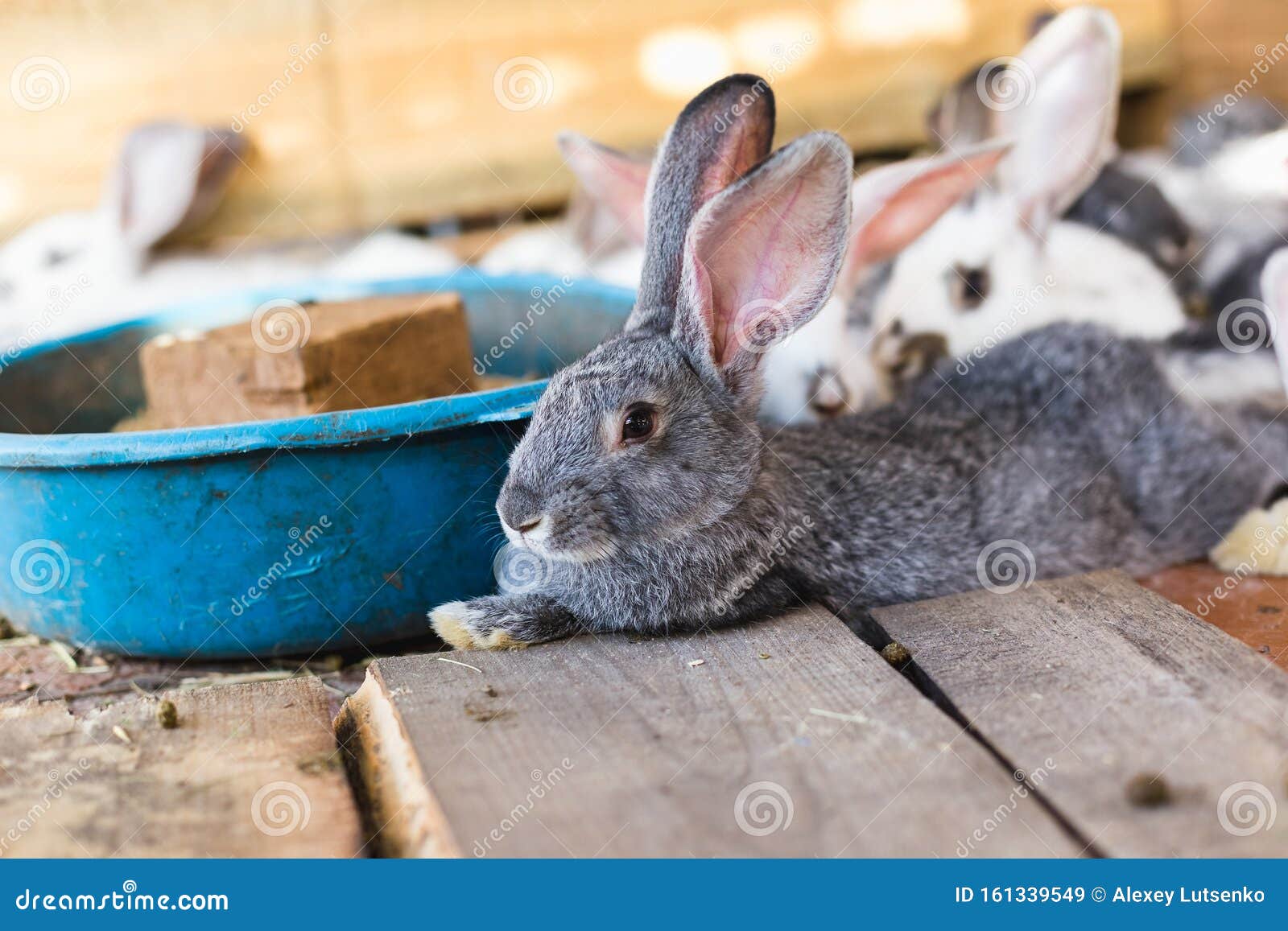 Breeding a Large Group of Rabbits in a Small Shed Stock Image - Image ...