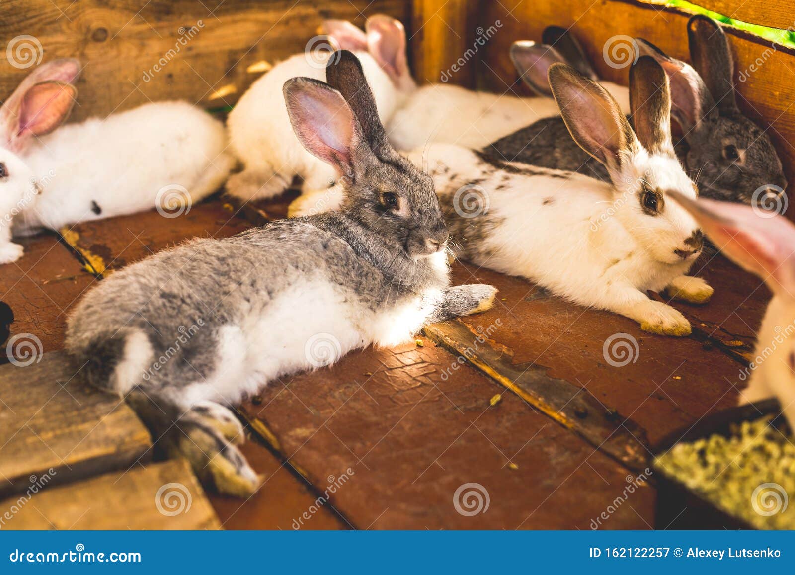 Breeding a Large Group of Rabbits in a Small Shed Stock Image - Image ...
