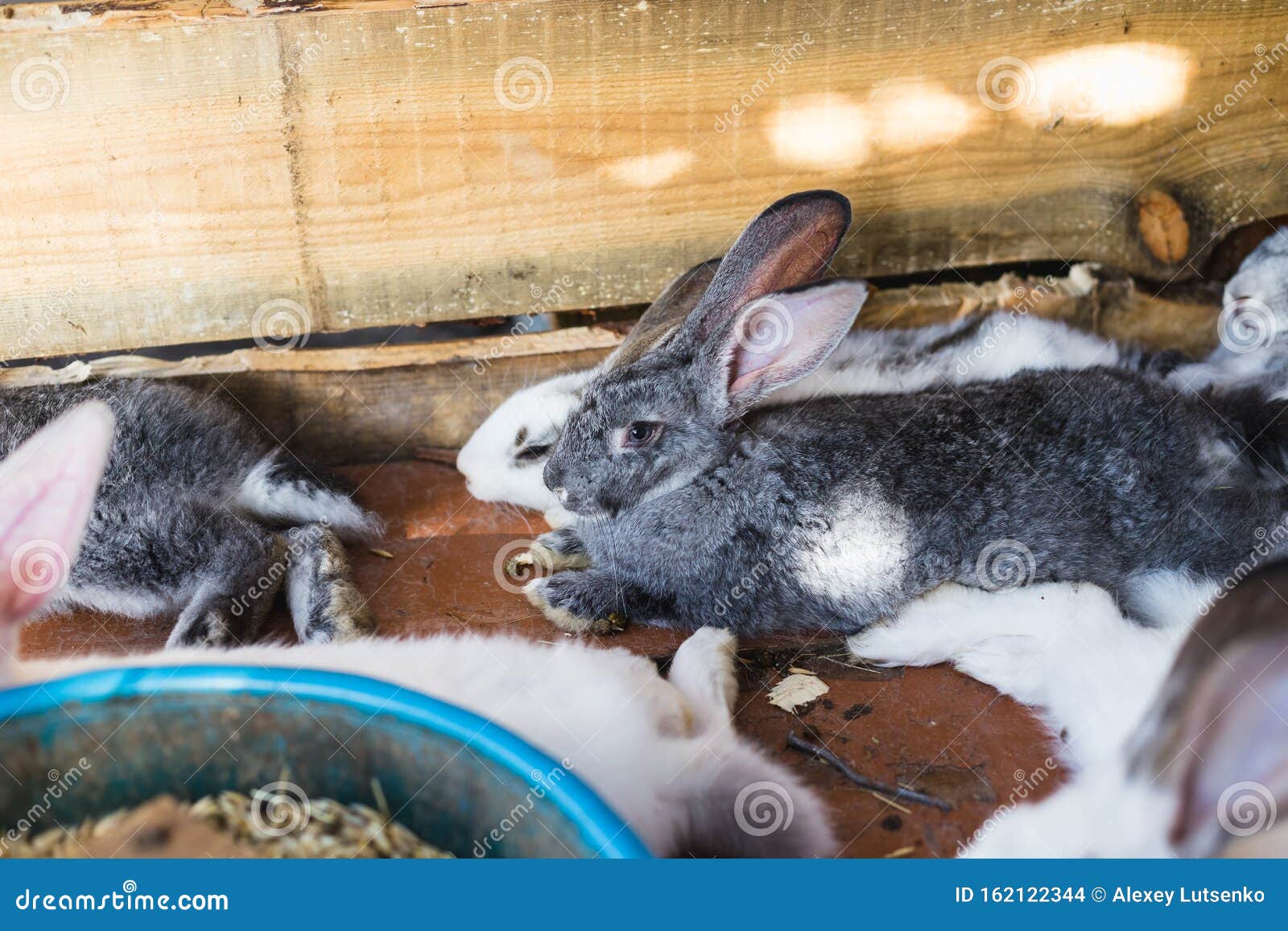 Breeding a Large Group of Rabbits in a Small Shed Stock Photo - Image ...