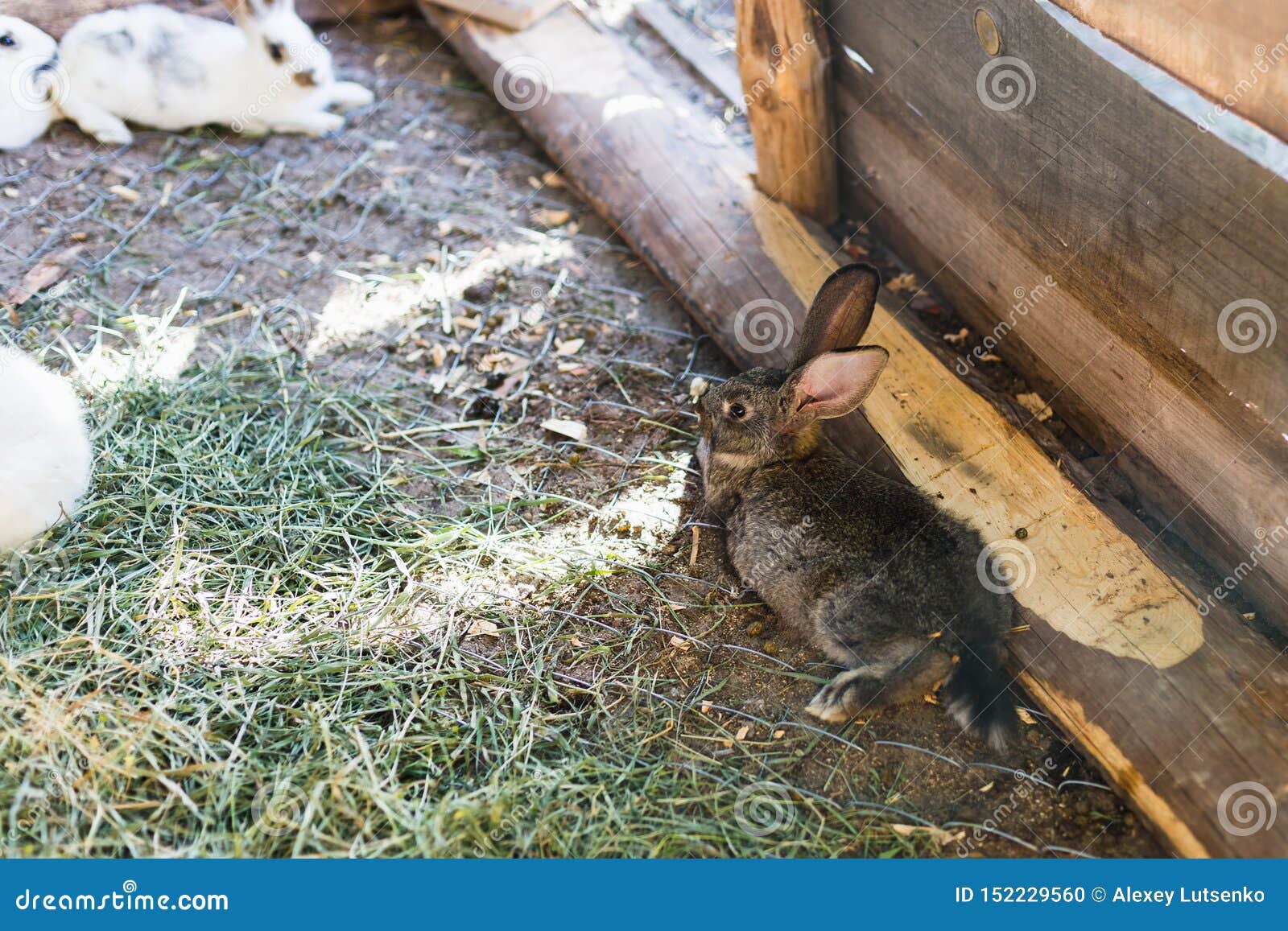 Breeding a Large Group of Rabbits in a Small Shed Stock Photo - Image ...