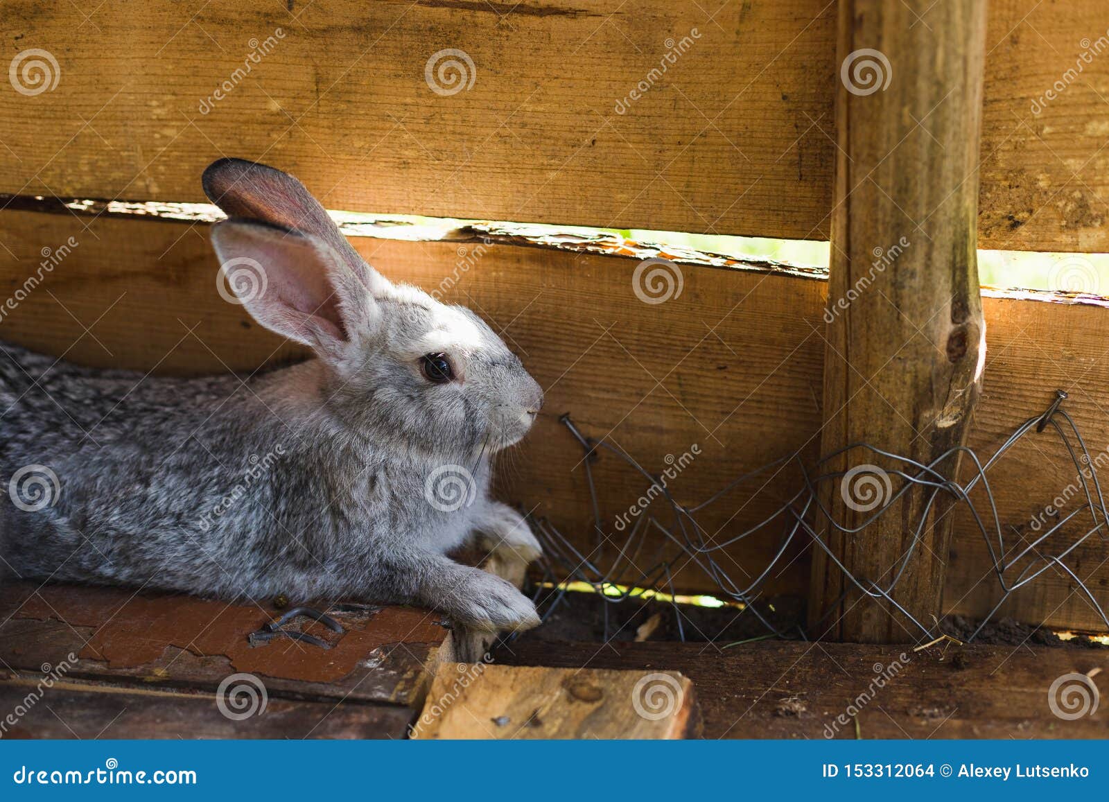 Breeding a Large Group of Rabbits in a Small Shed Stock Photo - Image ...