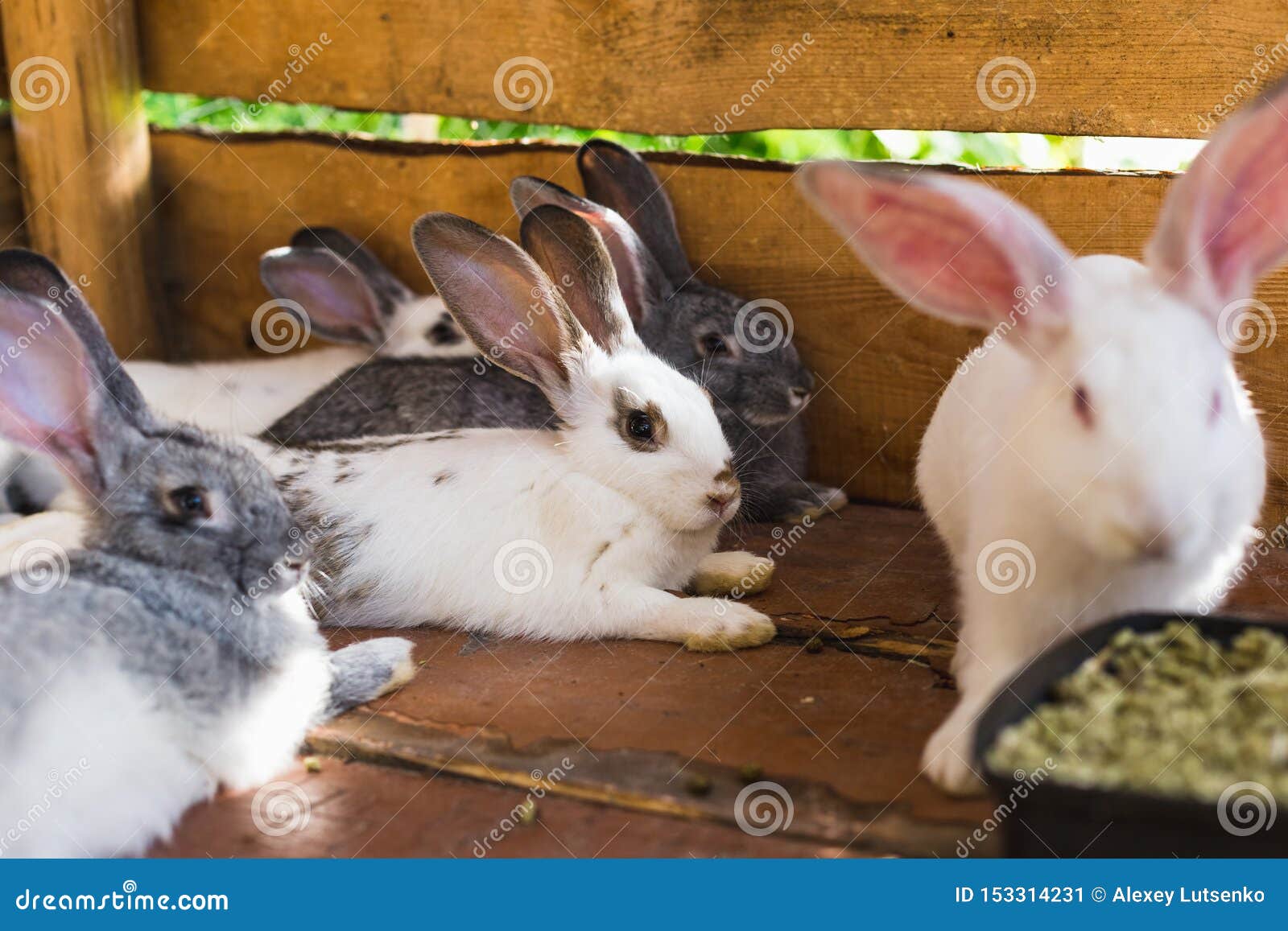 Breeding a Large Group of Rabbits in a Small Shed Stock Image - Image ...