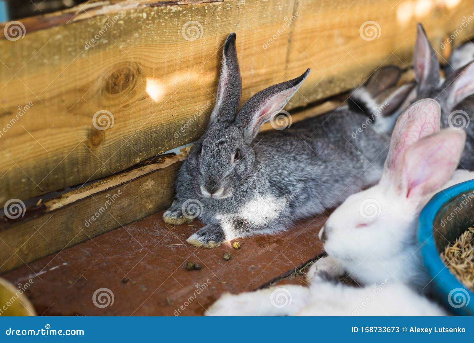 Breeding a Large Group of Rabbits in a Small Shed Stock Image - Image ...