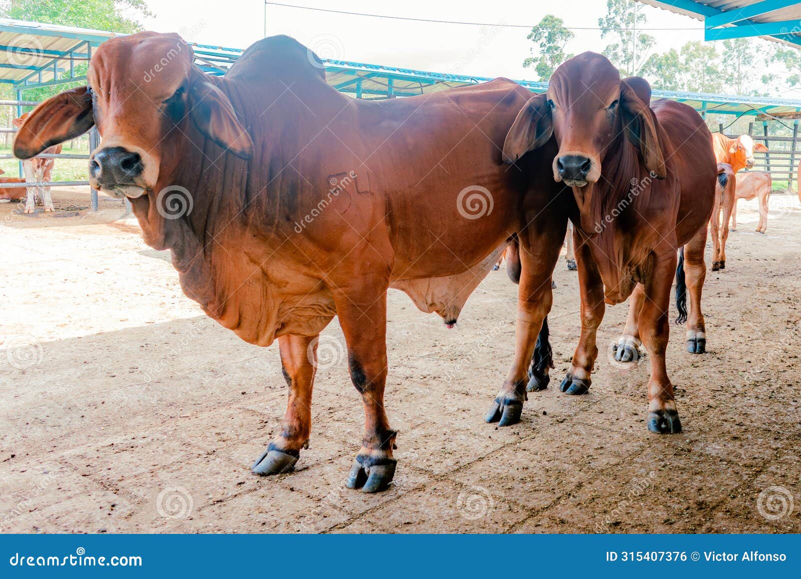 Breeding Males of Red Brahman Breed Stock Photo - Image of mammal ...
