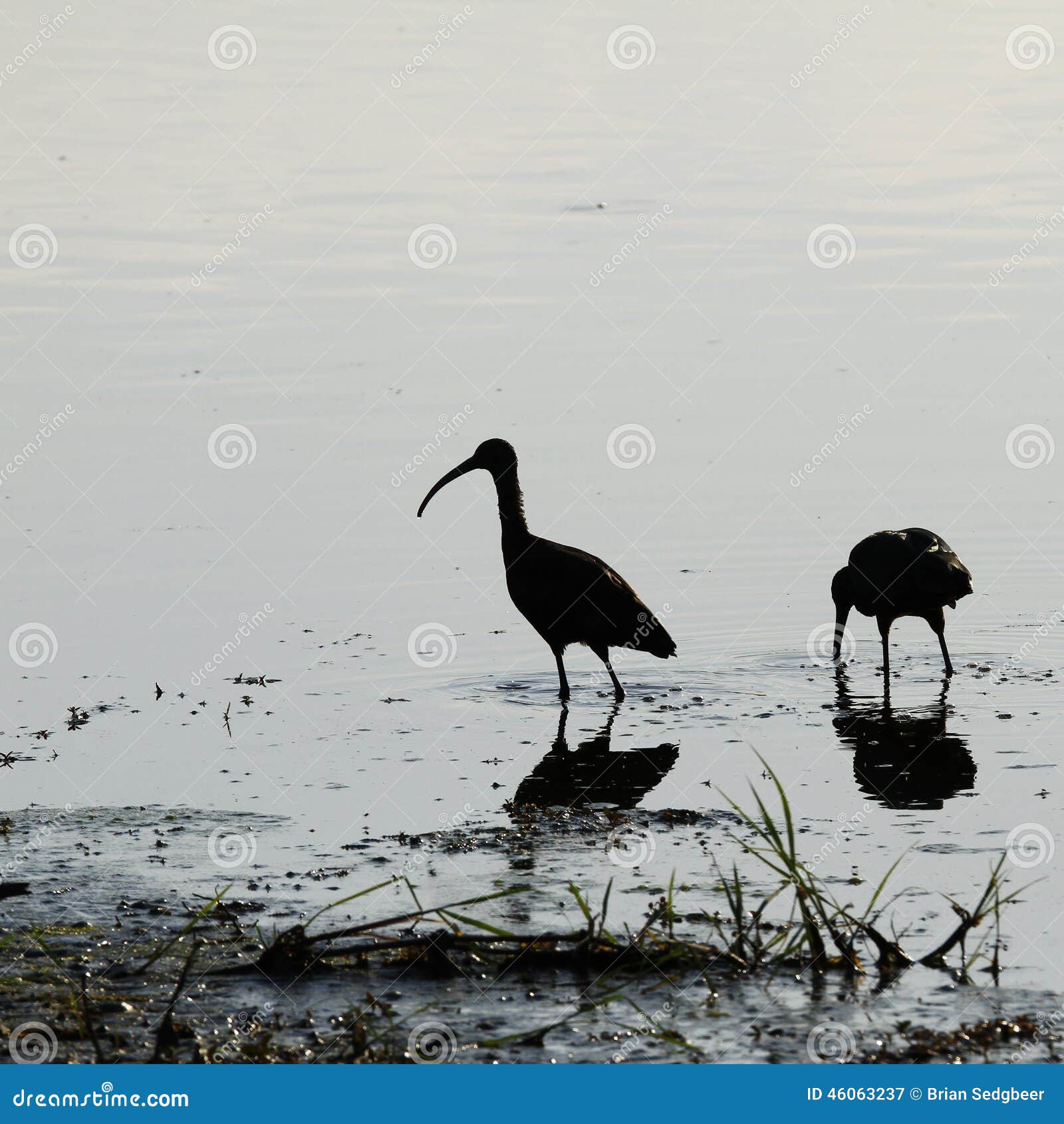 Breeding Pair of Glossy Ibis Stock Image - Image of bill, feathers ...