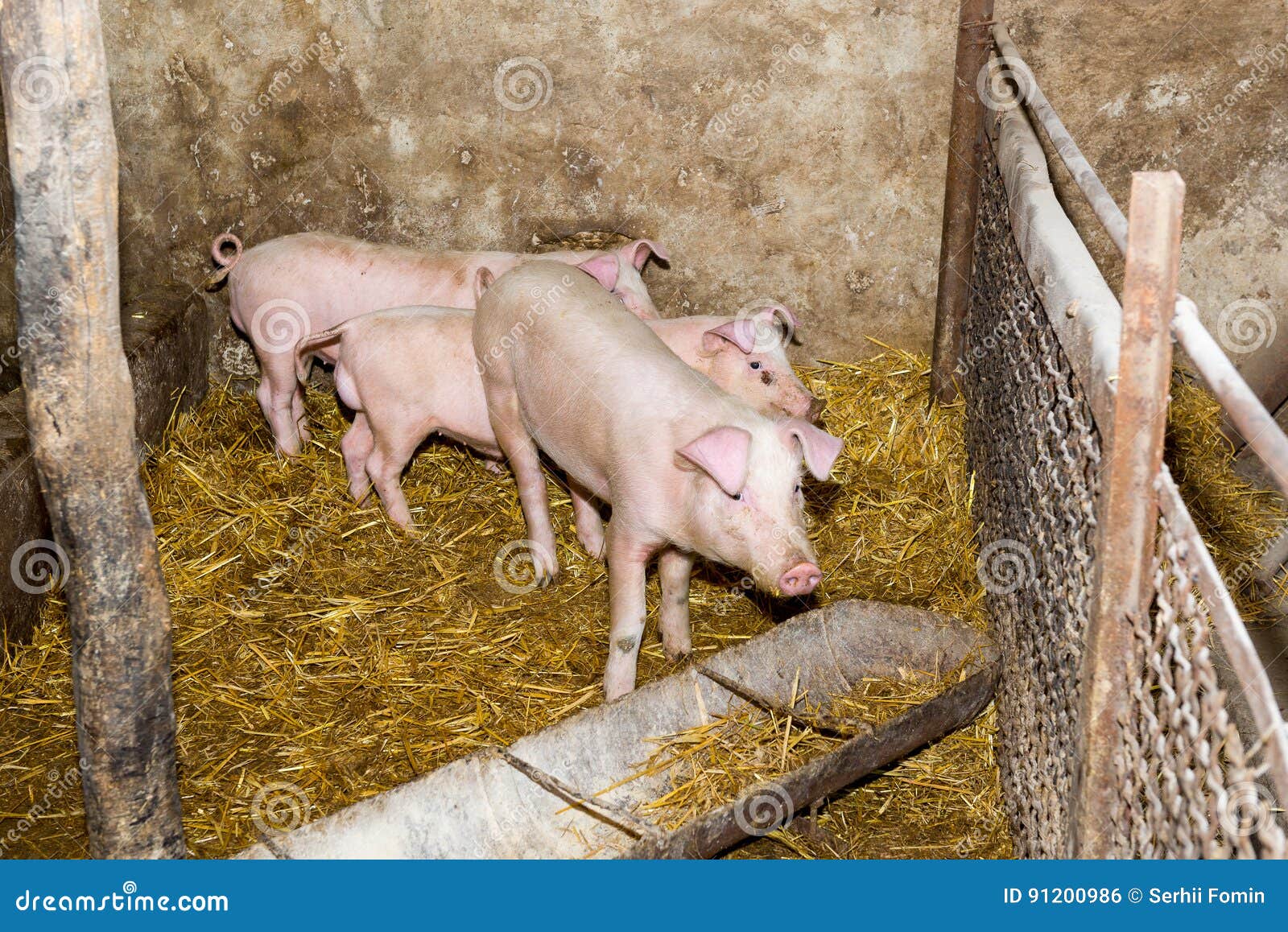 Breeding Pigs on the Farm. Pig Flu. Stock Photo - Image of nursing ...