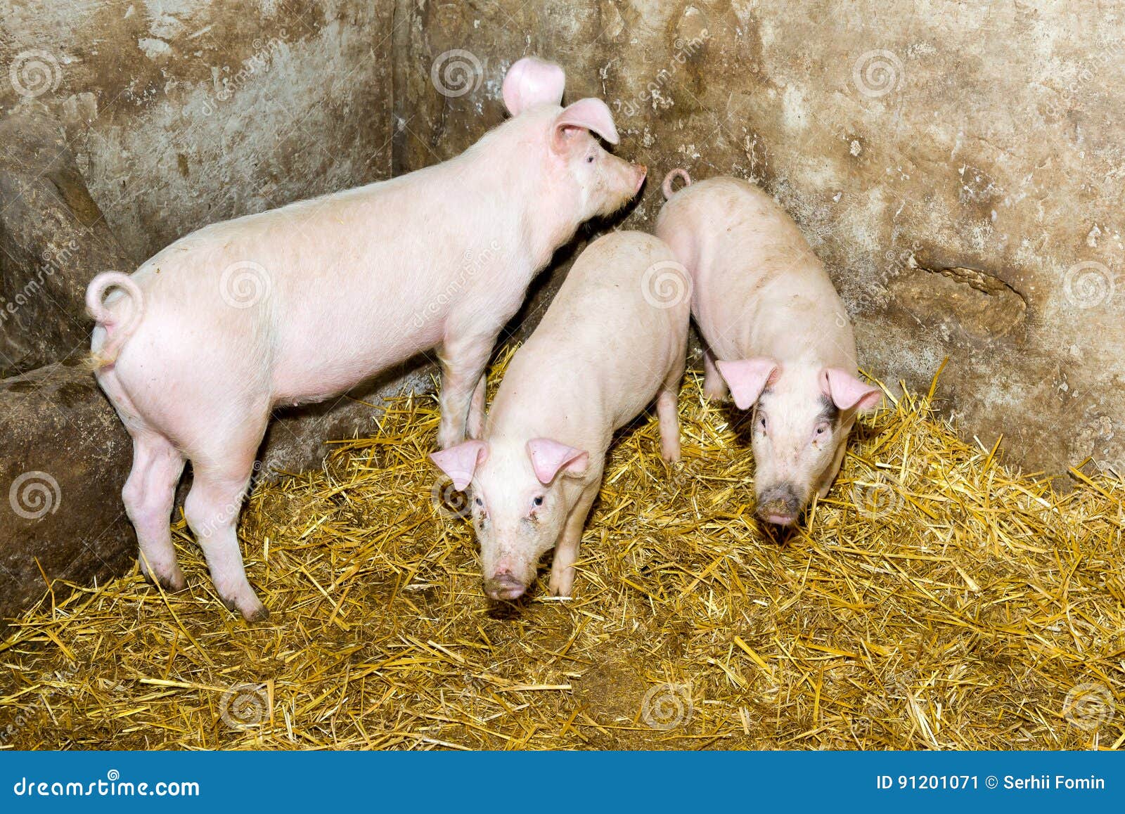 Breeding Pigs on the Farm. Pig Flu. Stock Image - Image of growth ...