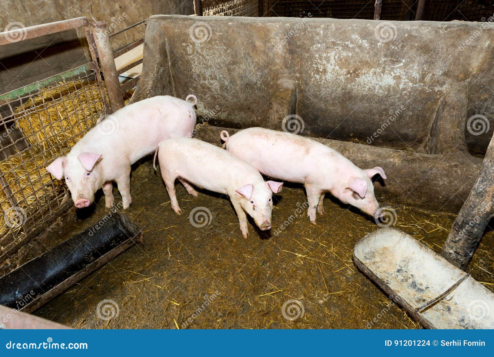 Breeding Pigs on the Farm. Pig Flu. Stock Photo - Image of barn, boar ...