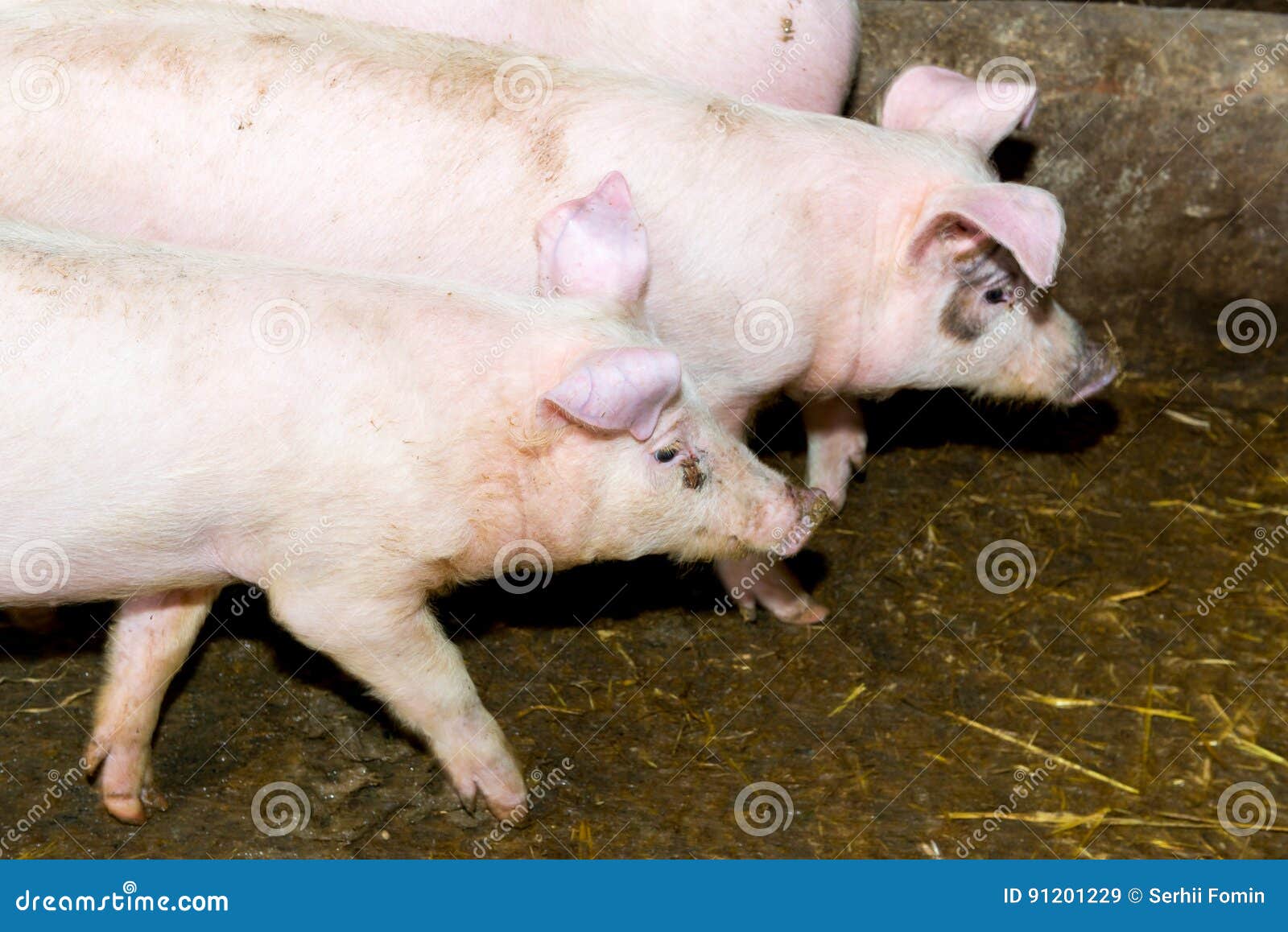 Breeding Pigs on the Farm. Pig Flu. Stock Image - Image of agriculture ...