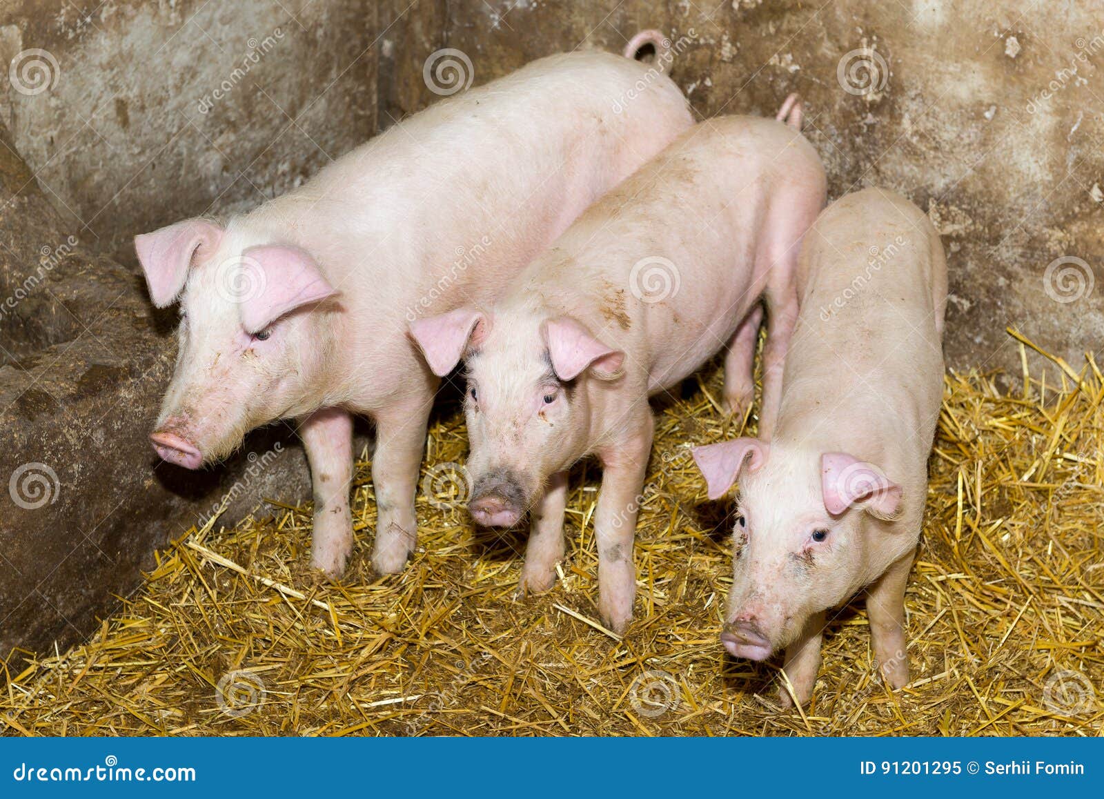 Breeding Pigs on the Farm. Pig Flu. Stock Image - Image of nursing ...