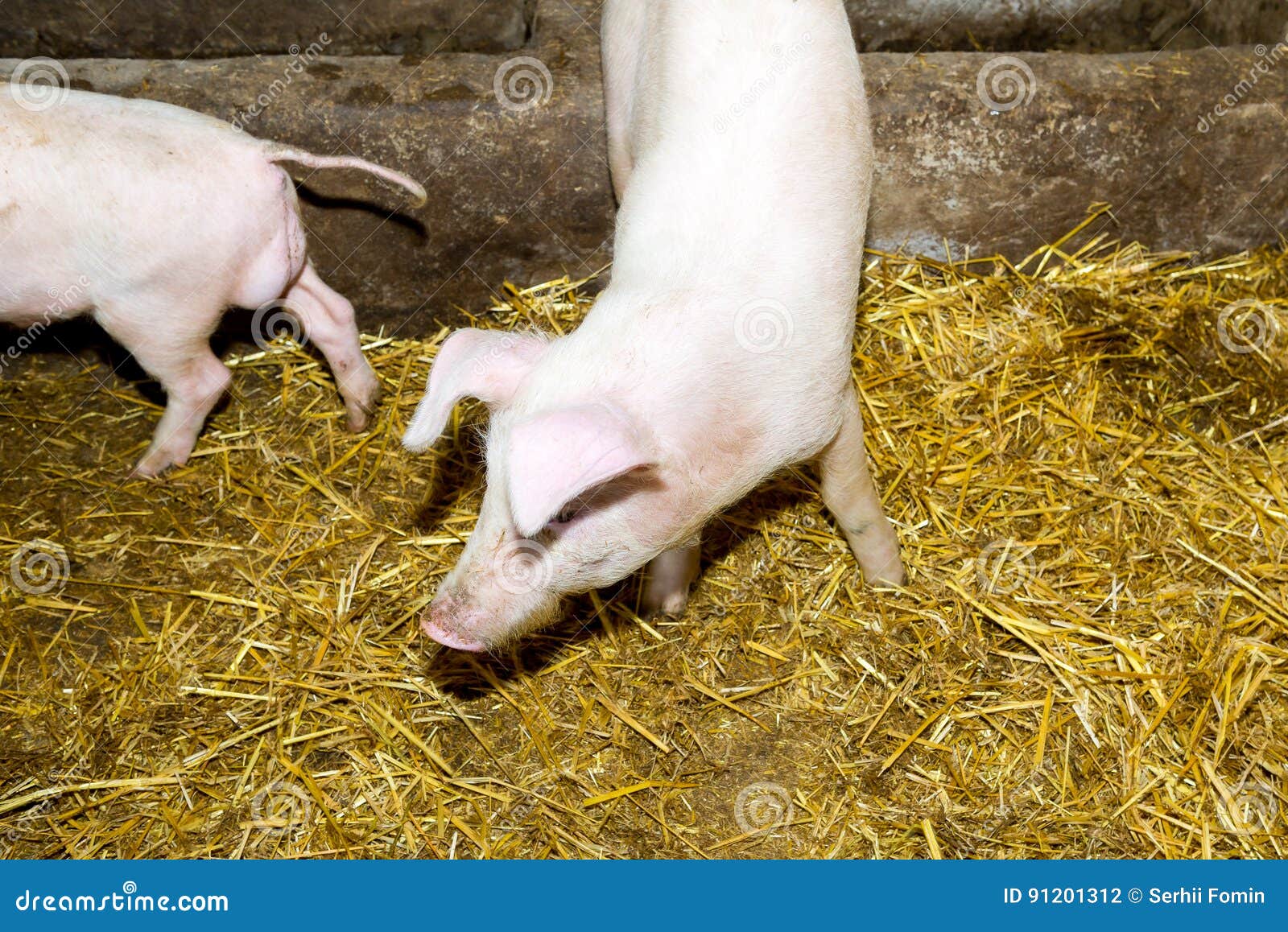 Breeding Pigs on the Farm. Pig Flu. Stock Photo - Image of meal ...