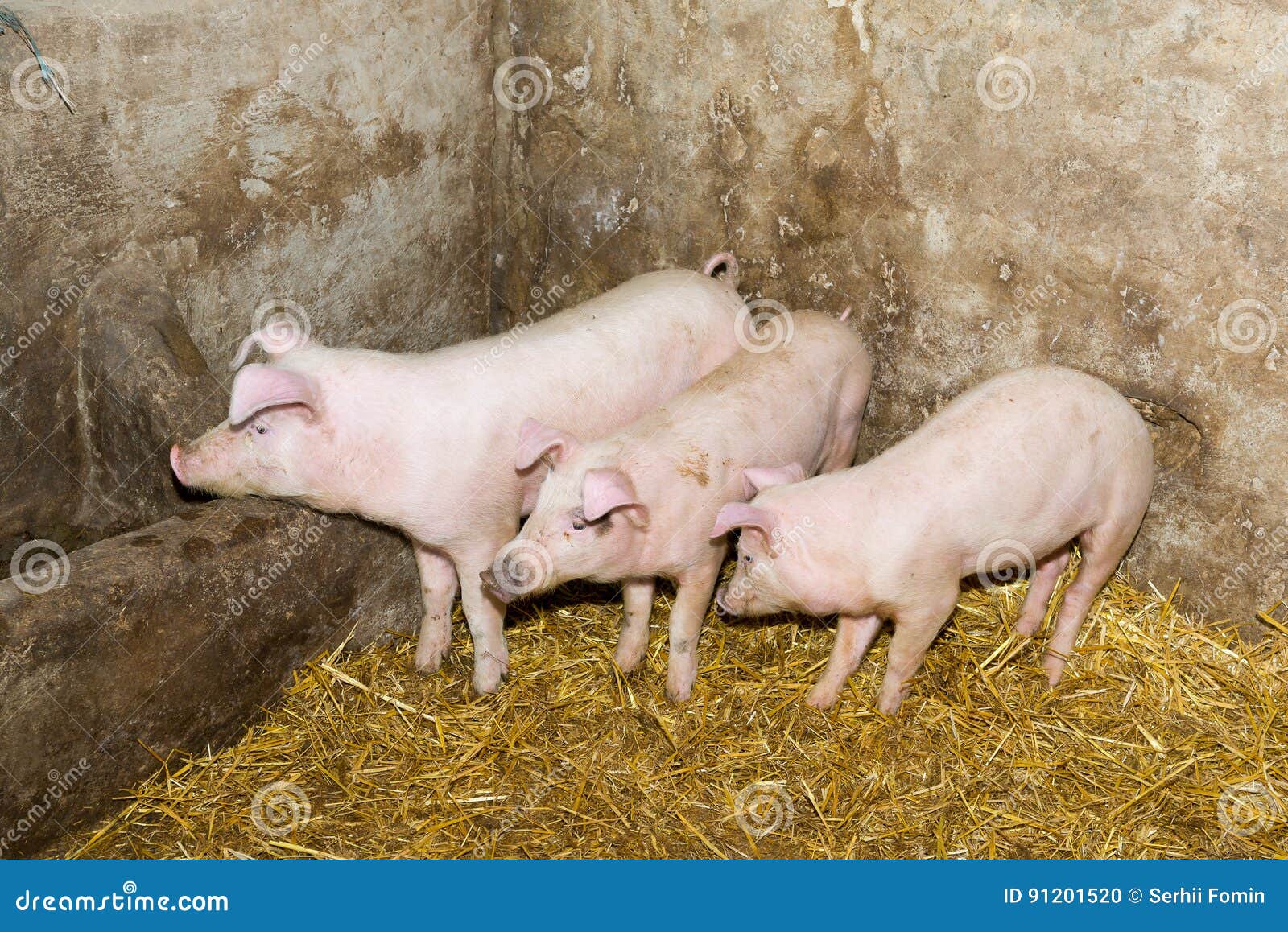 Breeding Pigs on the Farm. Pig Flu. Stock Photo - Image of nursing ...