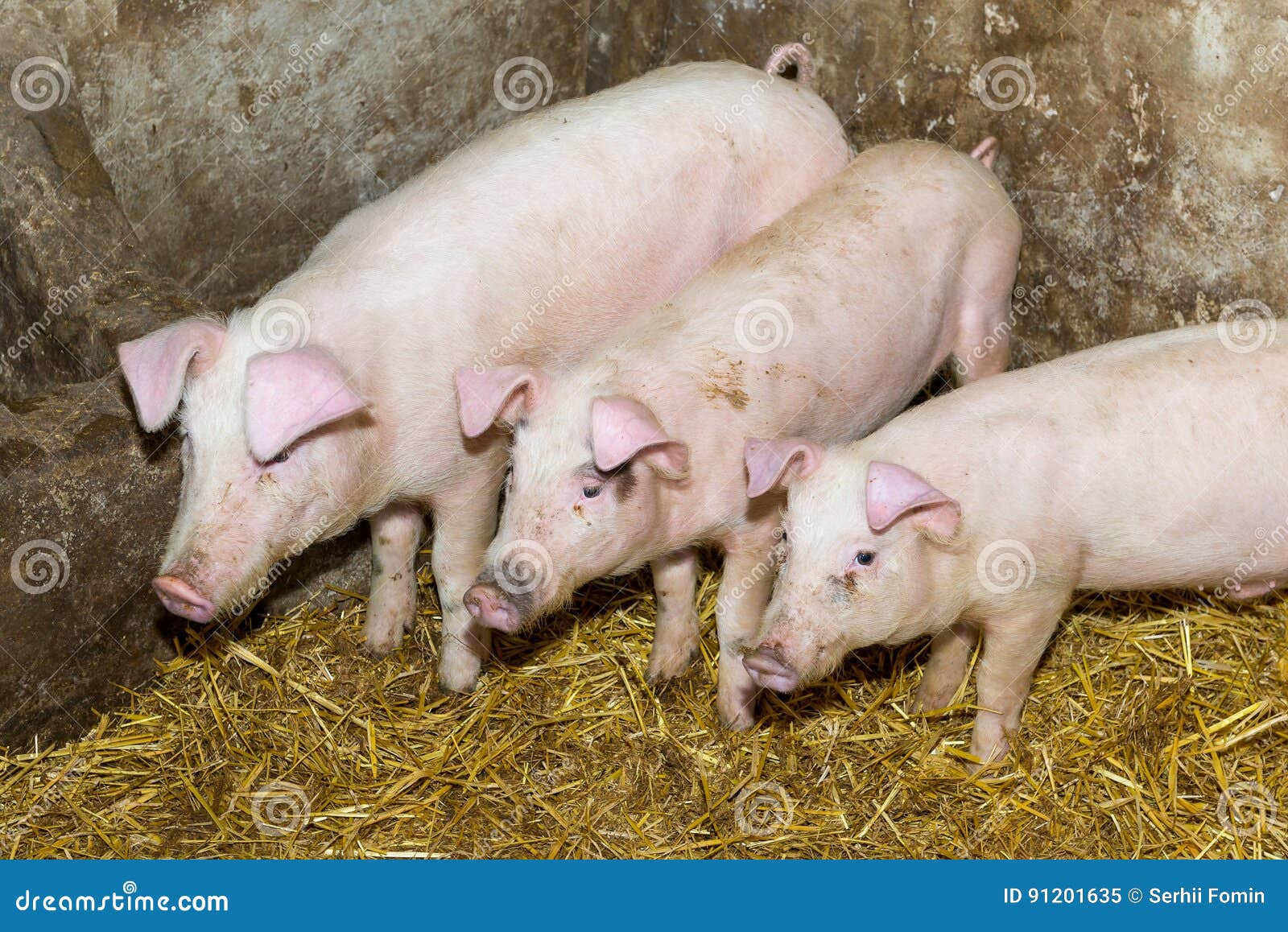 Breeding Pigs on the Farm. Pig Flu. Stock Image - Image of meat ...