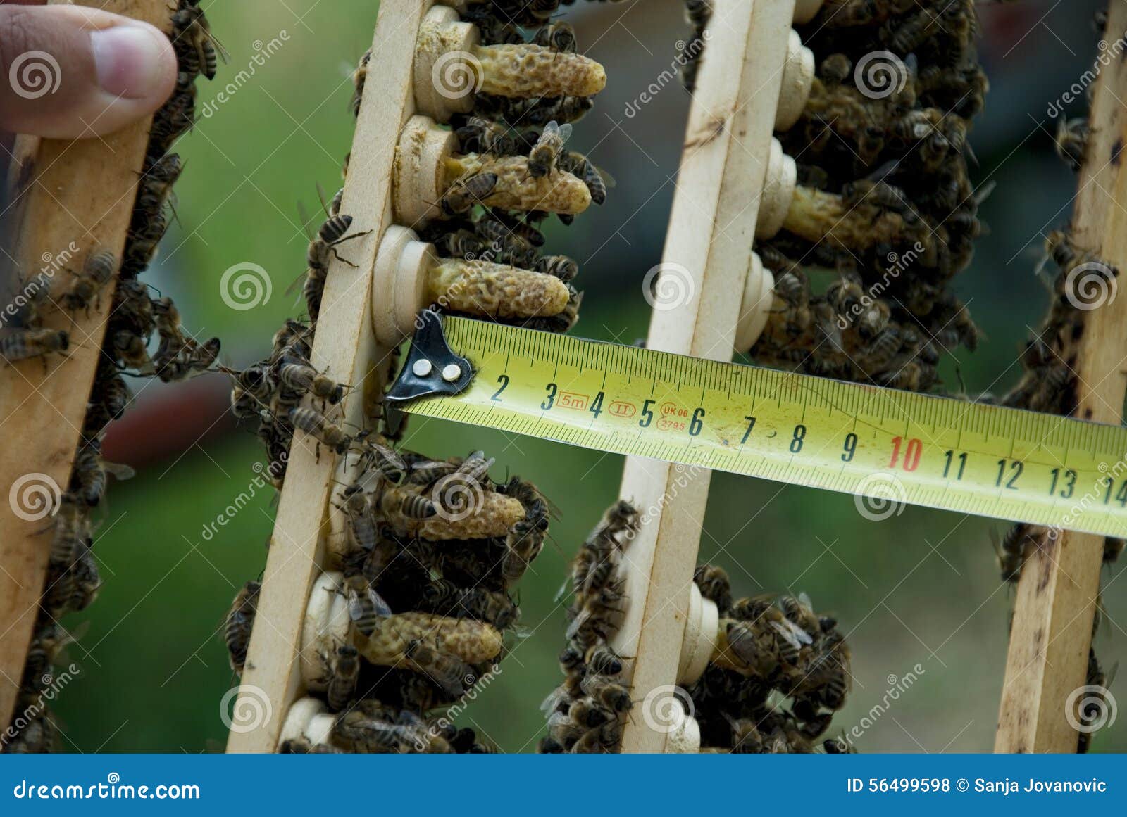 Bee Queen Breeding In Artificial Queen Cells Royalty-Free Stock ...