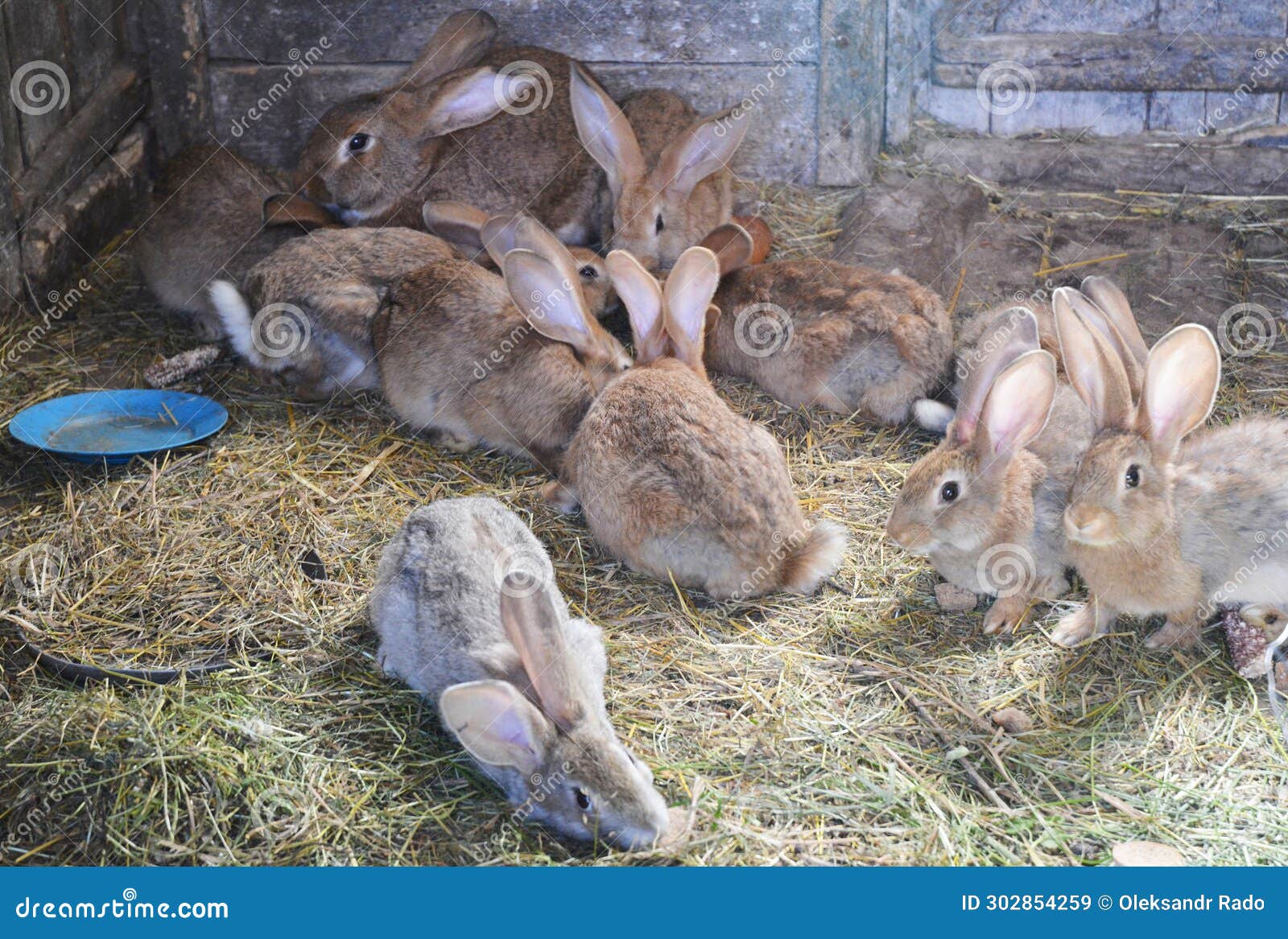 Breeding Rabbits On The Farm. Baby Rabbits Eating Royalty-Free Stock ...