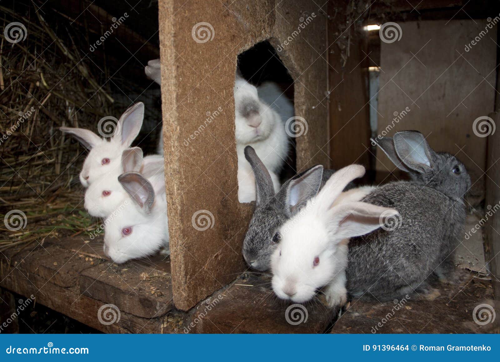 Breeding rabbits stock photo. Image of nature, levi, product - 91396464