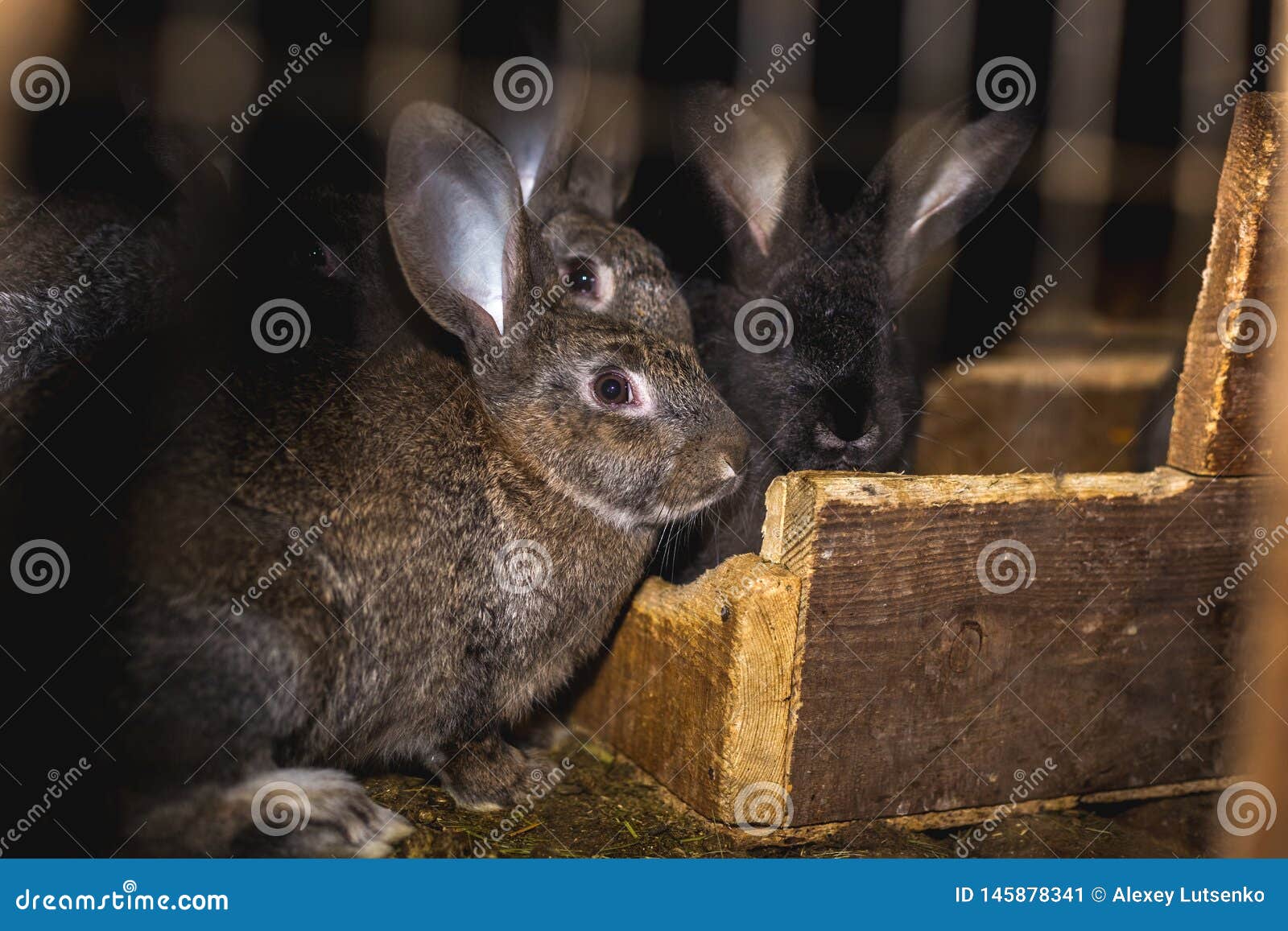 Breeding Rabbits. Rabbits on a Farm in a Wooden Cage Stock Image ...