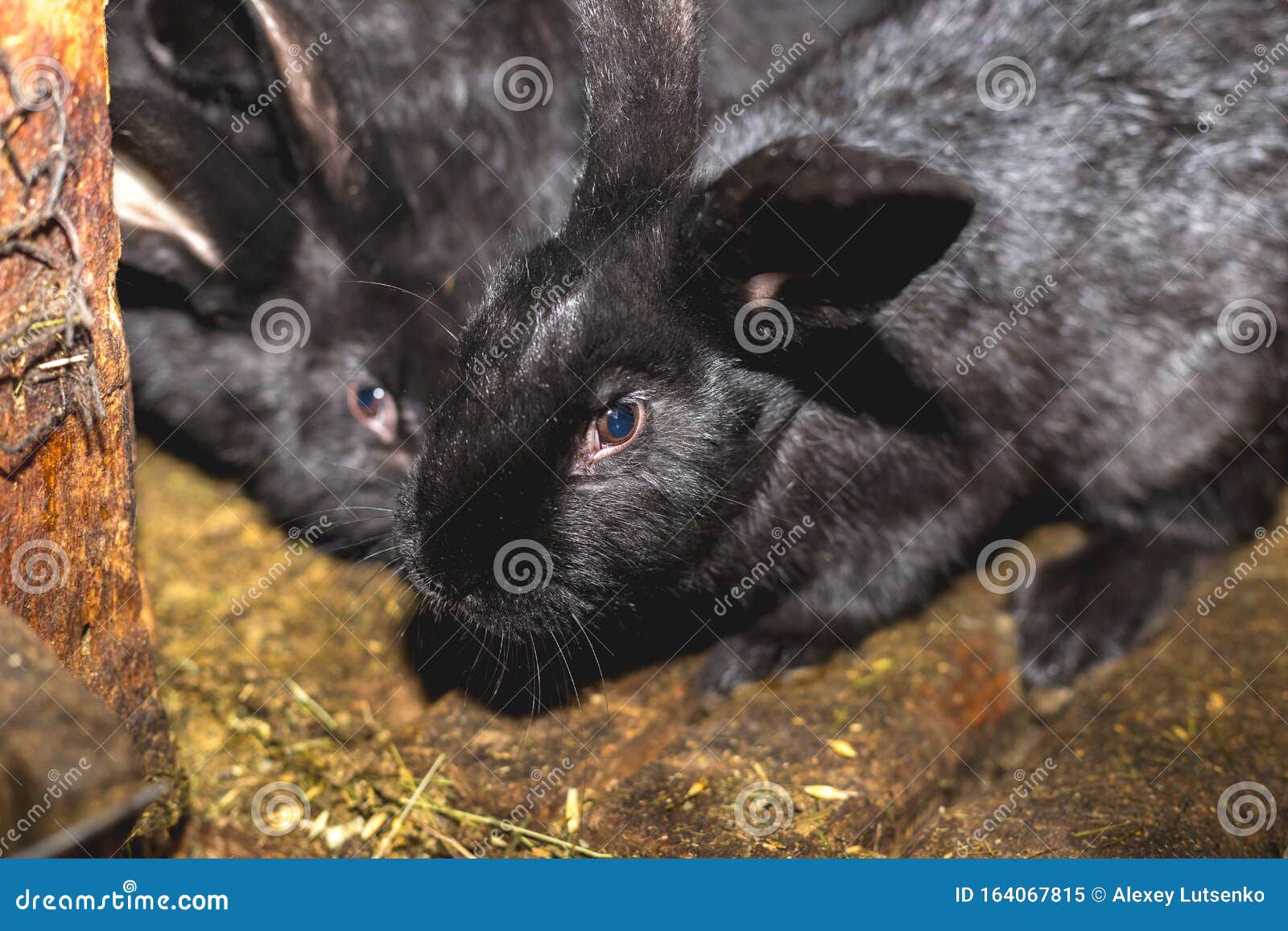 Breeding Rabbits. Rabbits on a Farm in a Wooden Cage Stock Image ...