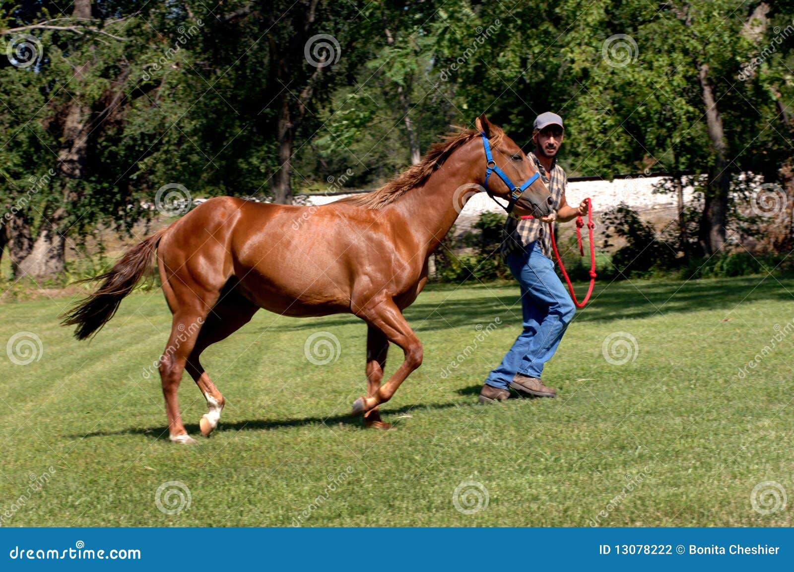 Breeding racers stock photo. Image of holding, instructing - 13078222