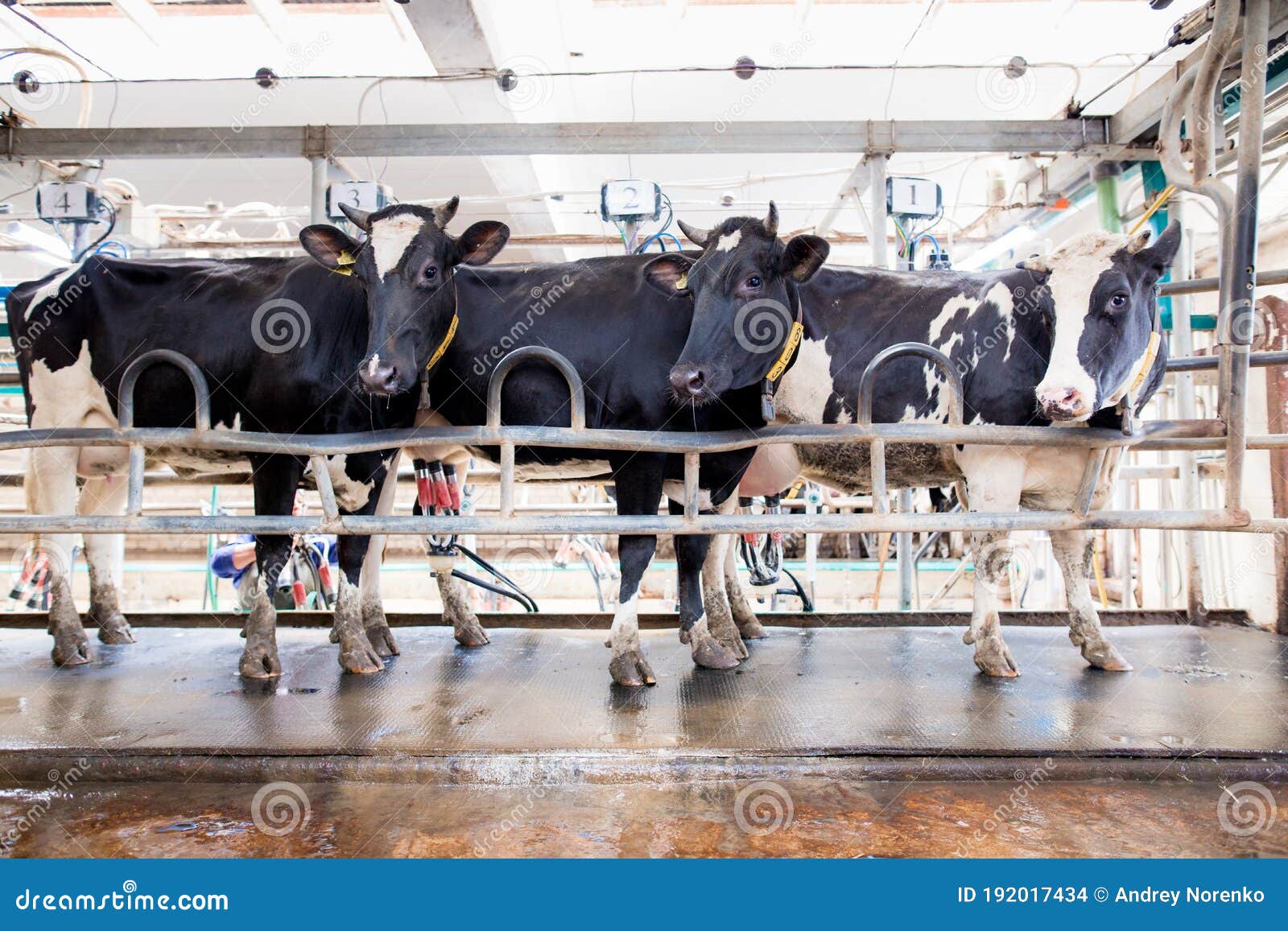 Breeding Raising Cattle on a Livestock Farm Stock Photo - Image of ...