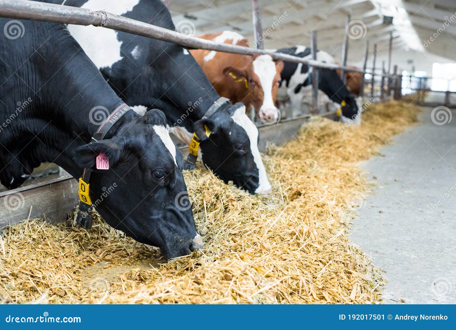 Breeding Raising Cattle on a Livestock Farm. Editorial Photo - Image of ...